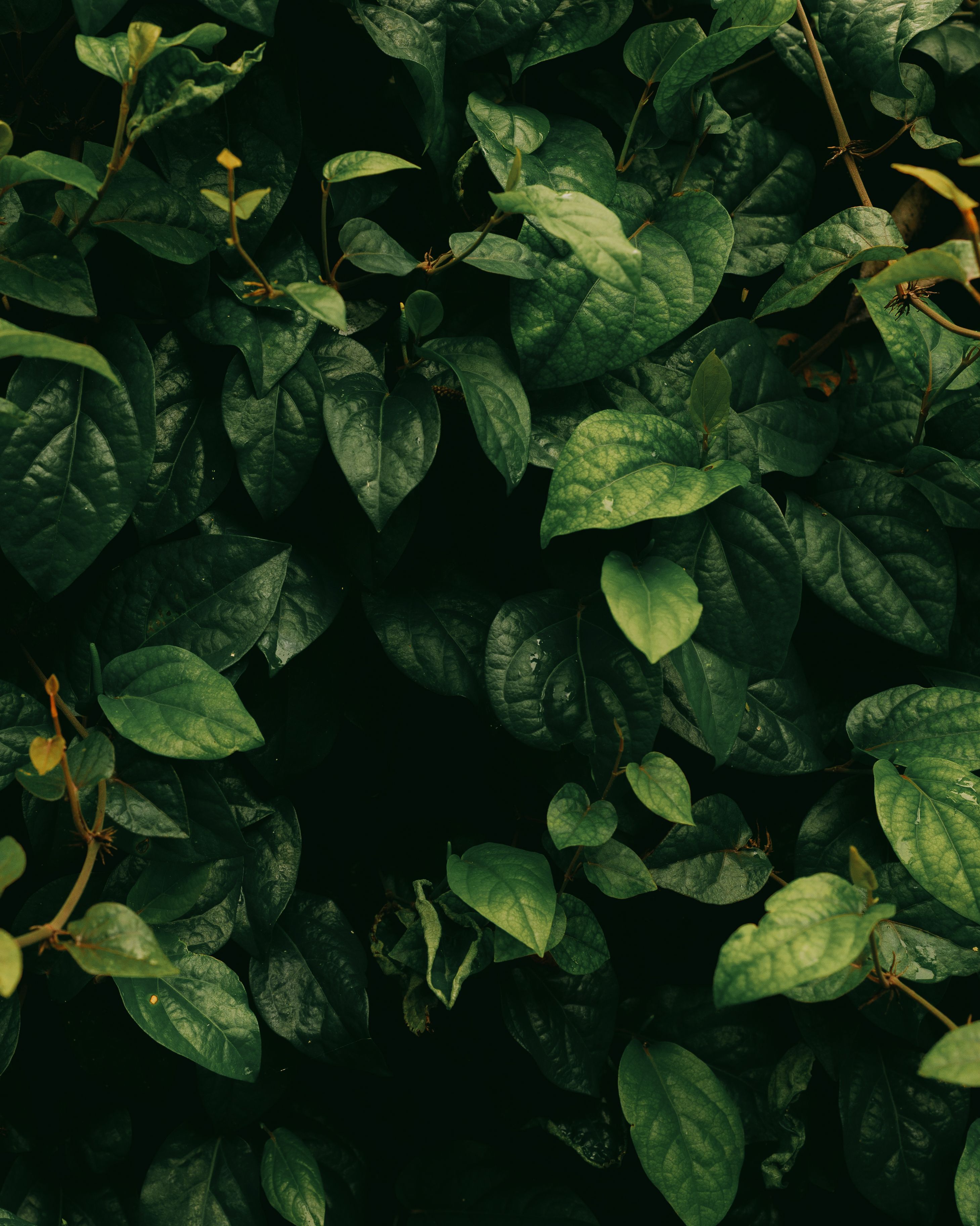 Lush Tropical Vines in Bali's Verdant Rainforest · Free Stock Photo