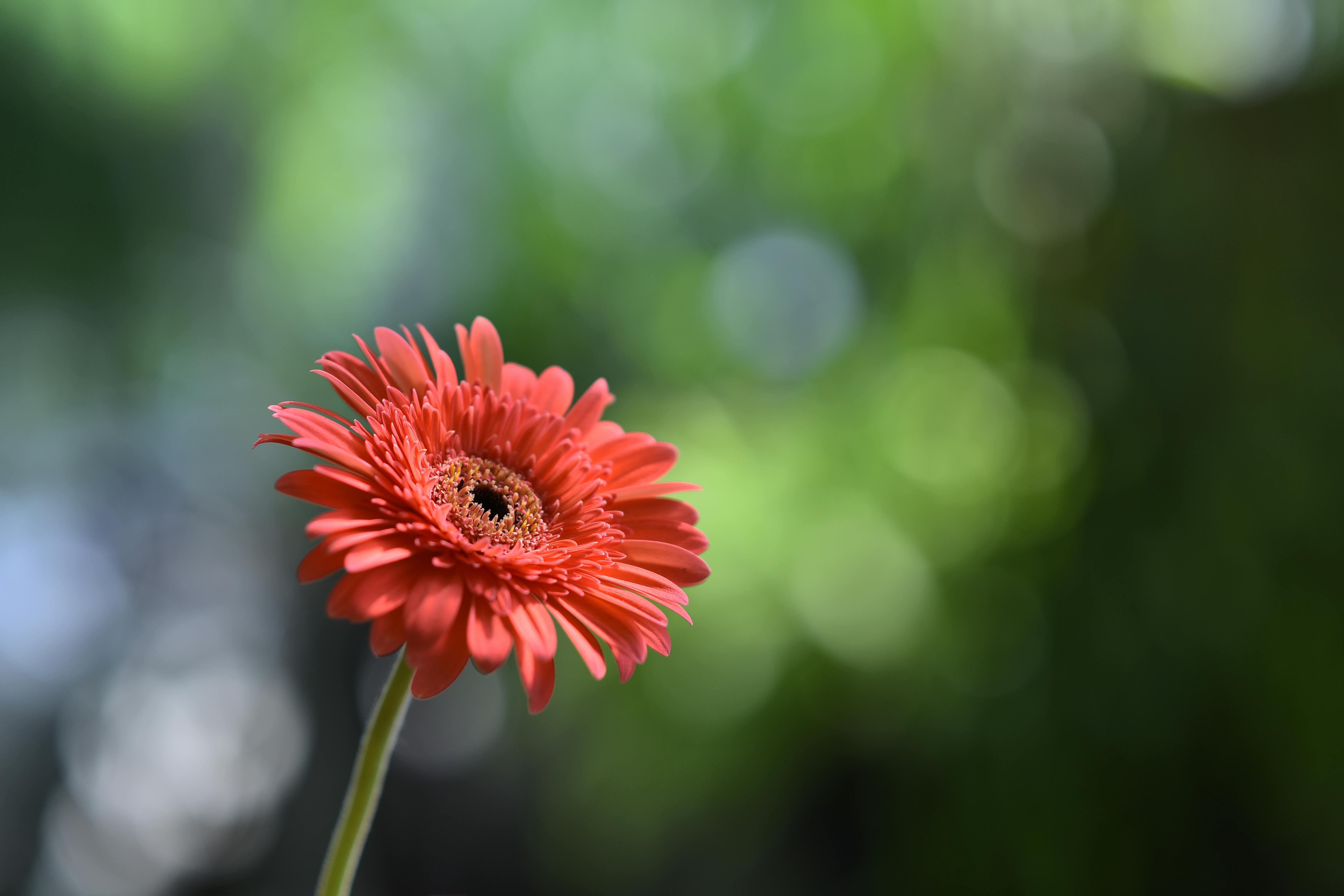 Close-up of Red Gerbera Daisy in Sunlight · Free Stock Photo