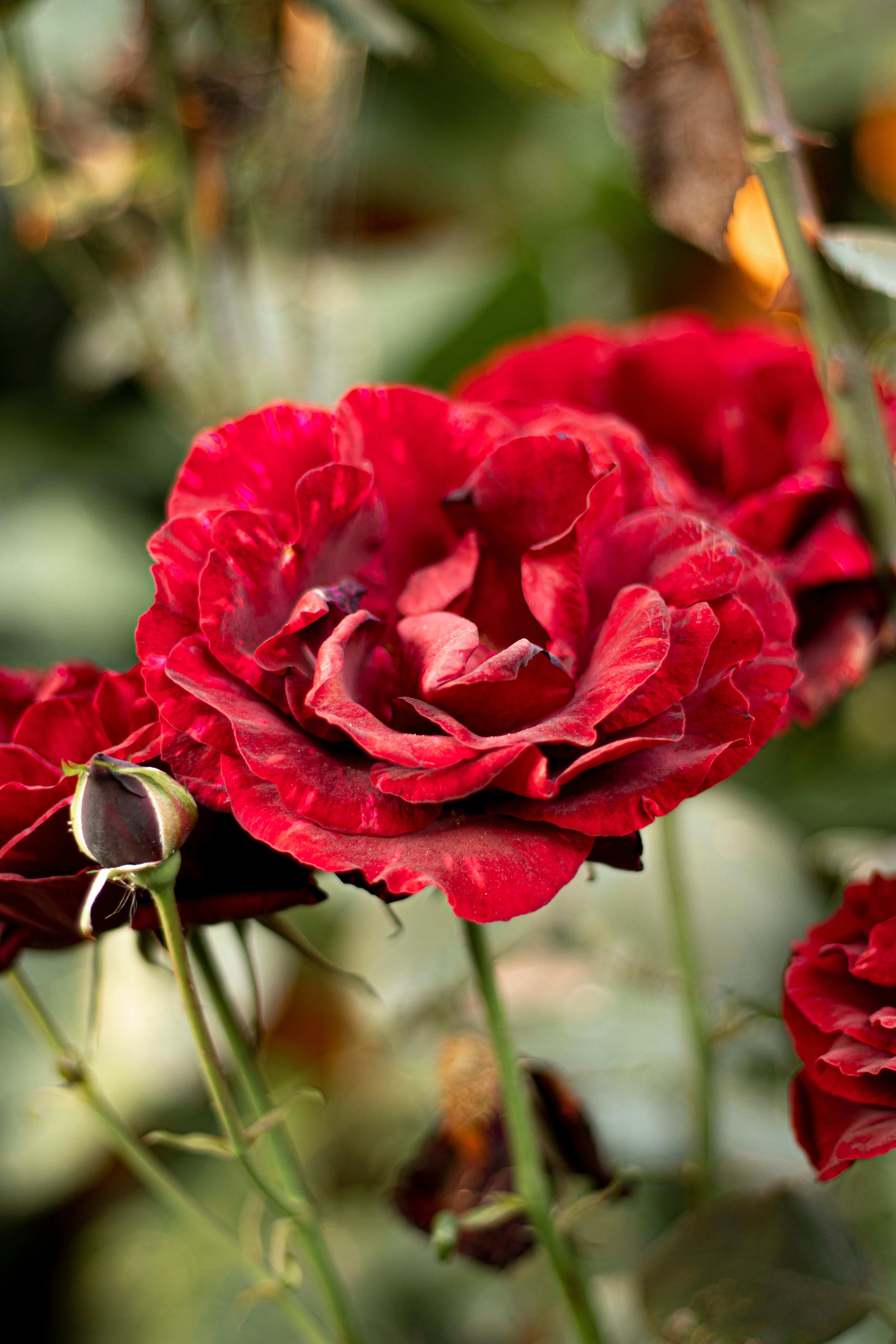 Red Roses Images Photos, Download The BEST Free Red Roses Images Stock ...