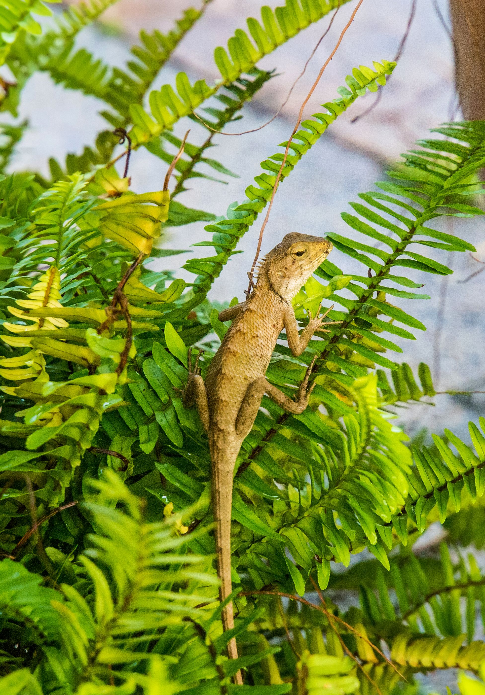 Tom The Lizard Hoppers Photos, Download The BEST Free Tom The Lizard ...
