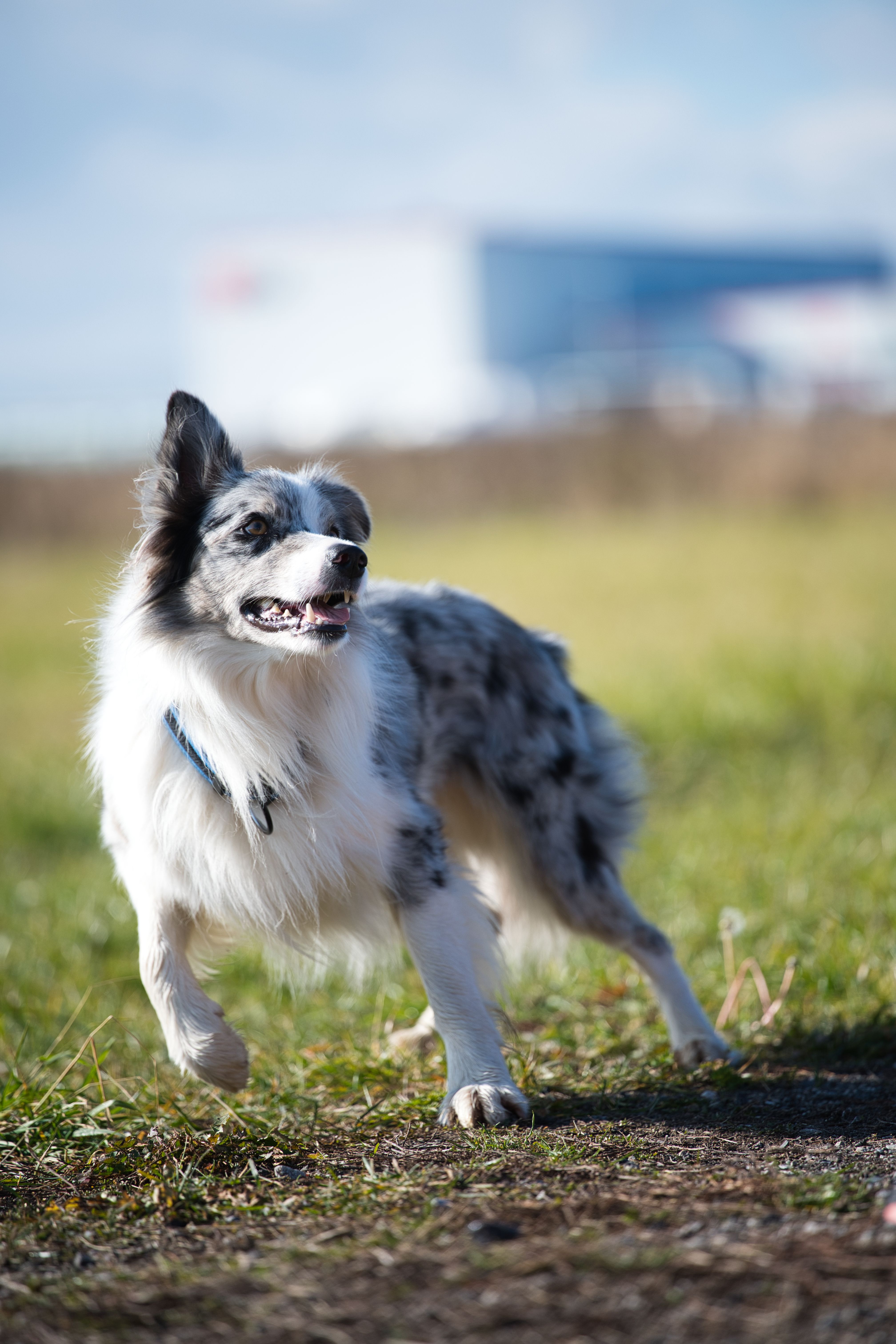 Energetic Border Collie in Scenic Field · Free Stock Photo