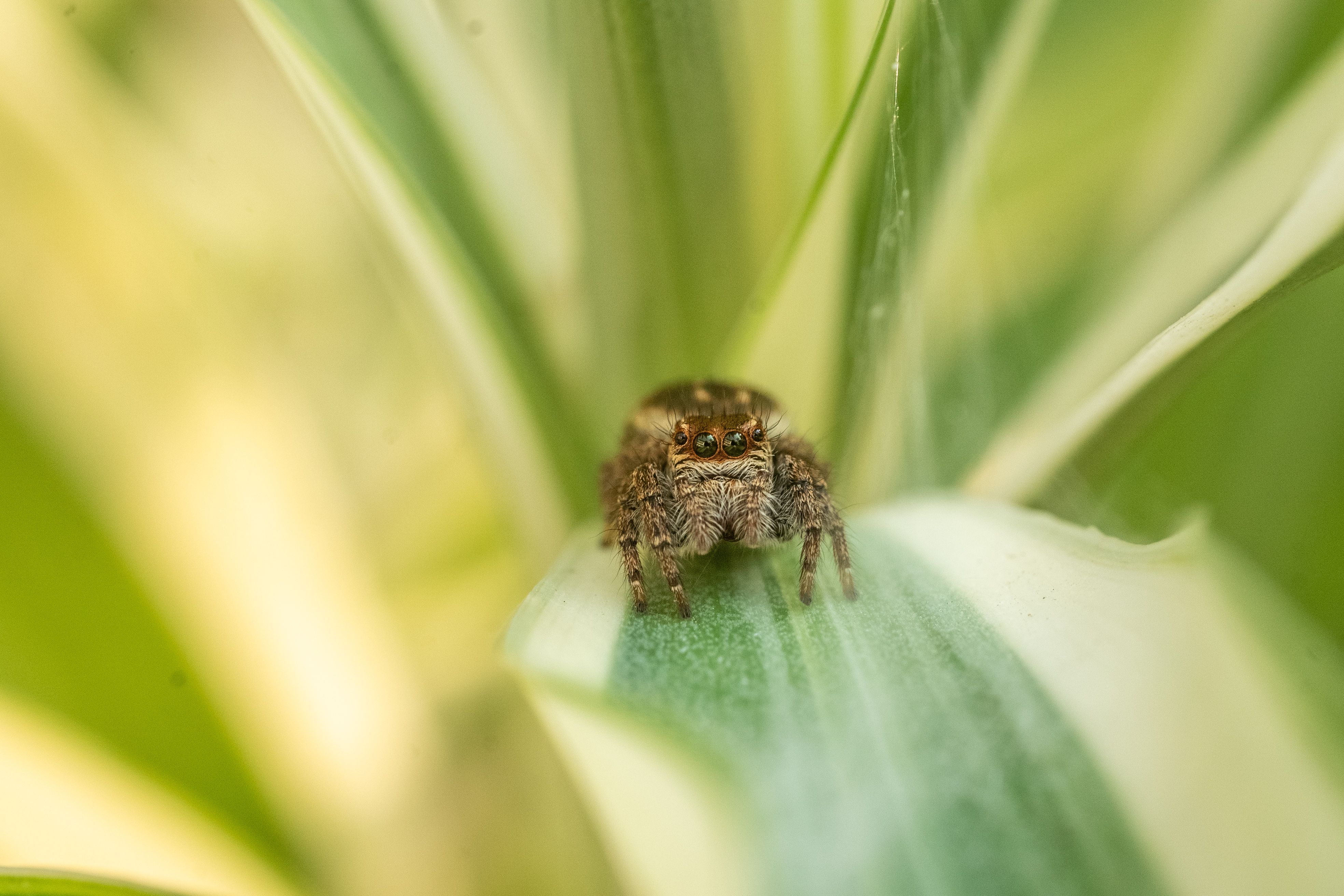Close-Up of Jumping Spider on Green Leaf · Free Stock Photo