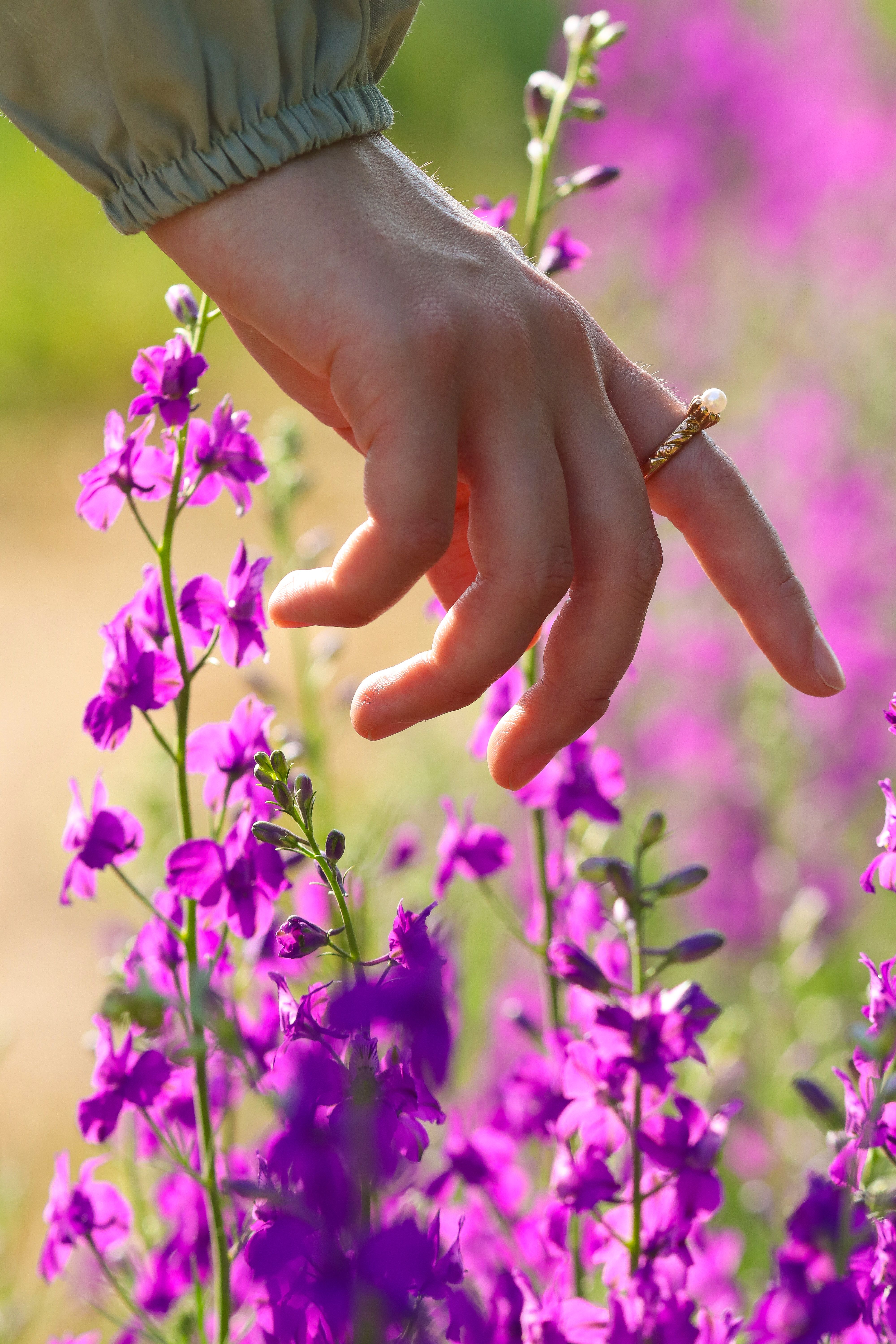 Hand Touching Vibrant Purple Flowers in Nature · Free Stock Photo