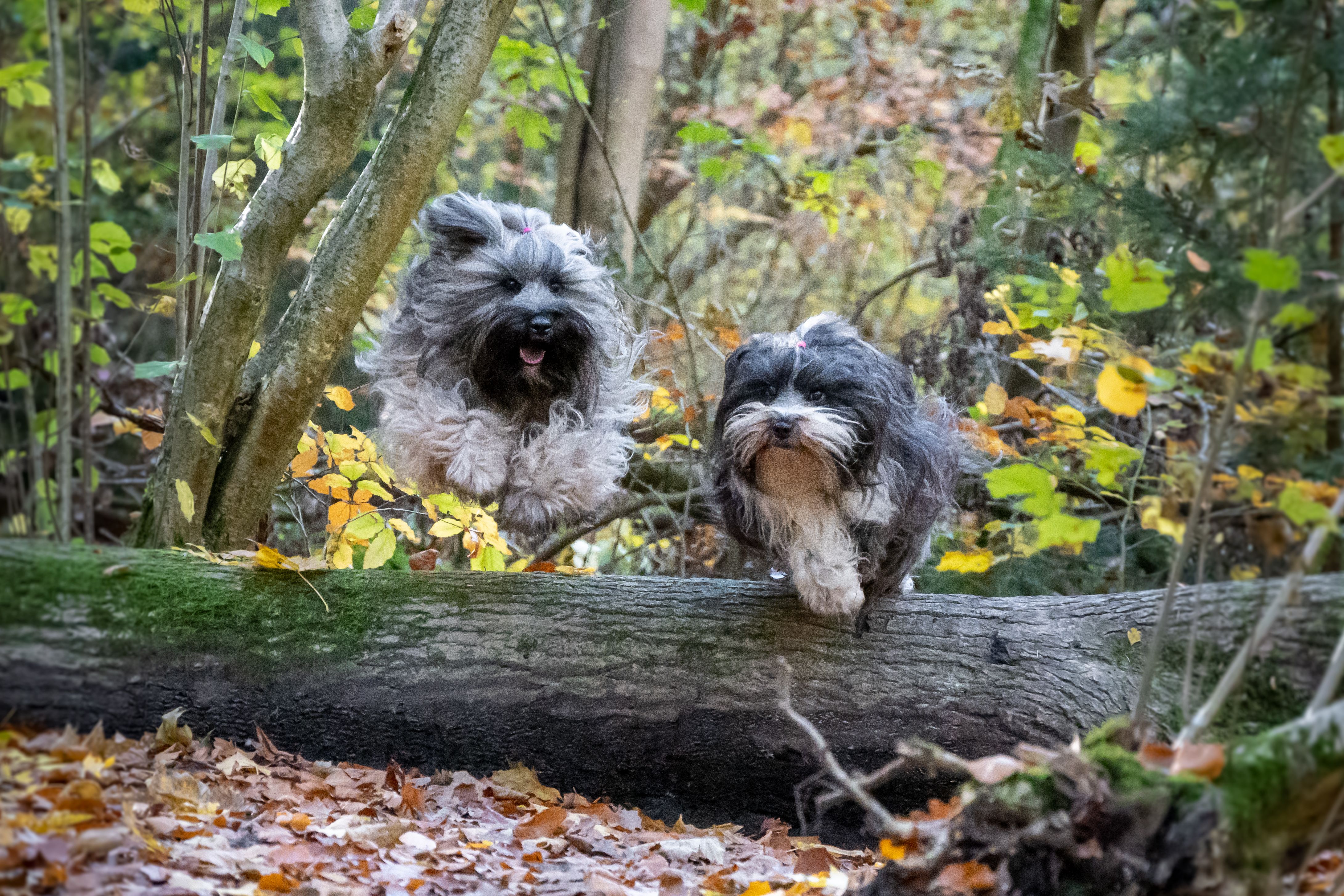 Two Happy Dogs Jumping Over a Log in Autumn Forest · Free Stock Photo