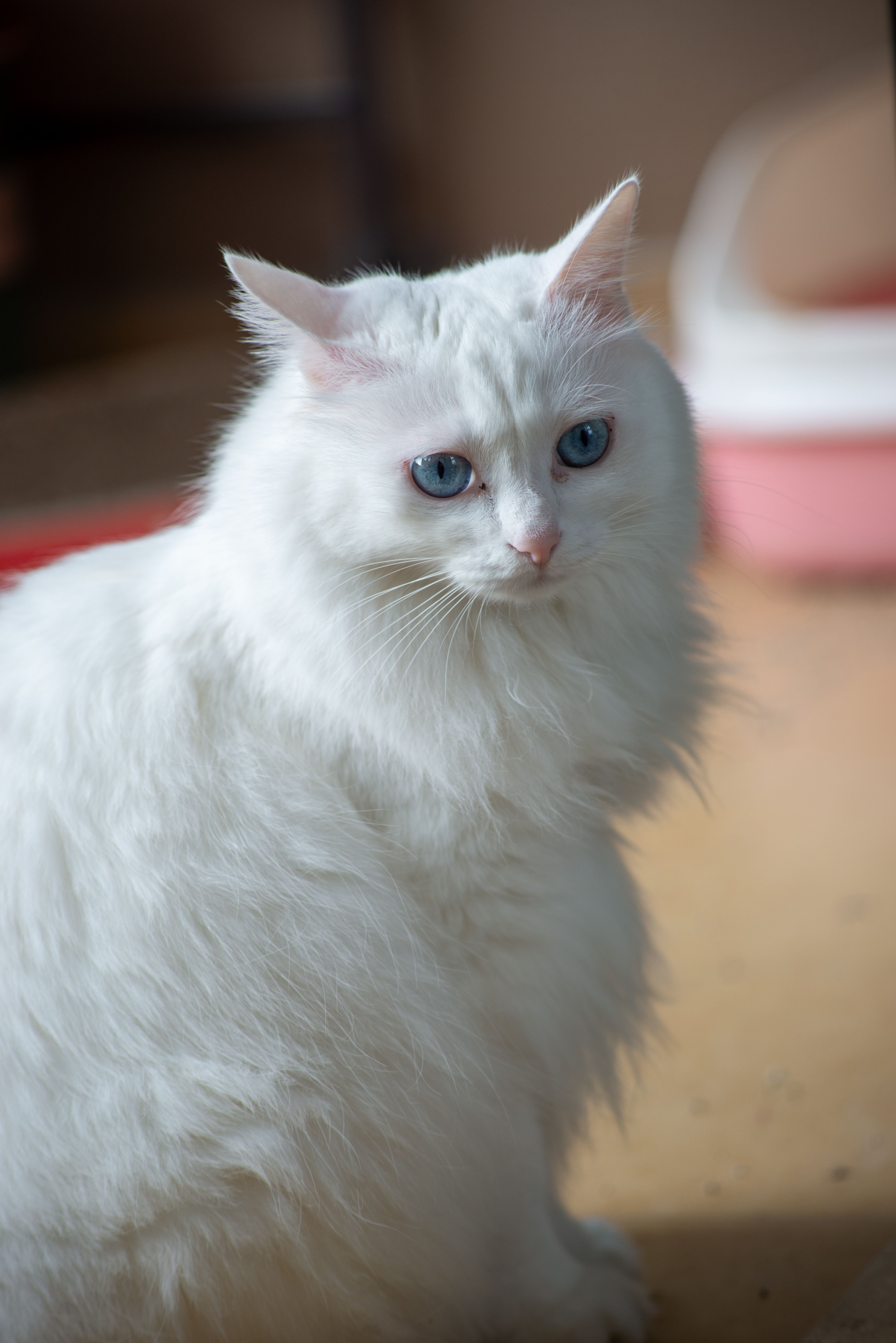 Fluffy White Cat with Striking Blue Eyes Indoors · Free Stock Photo