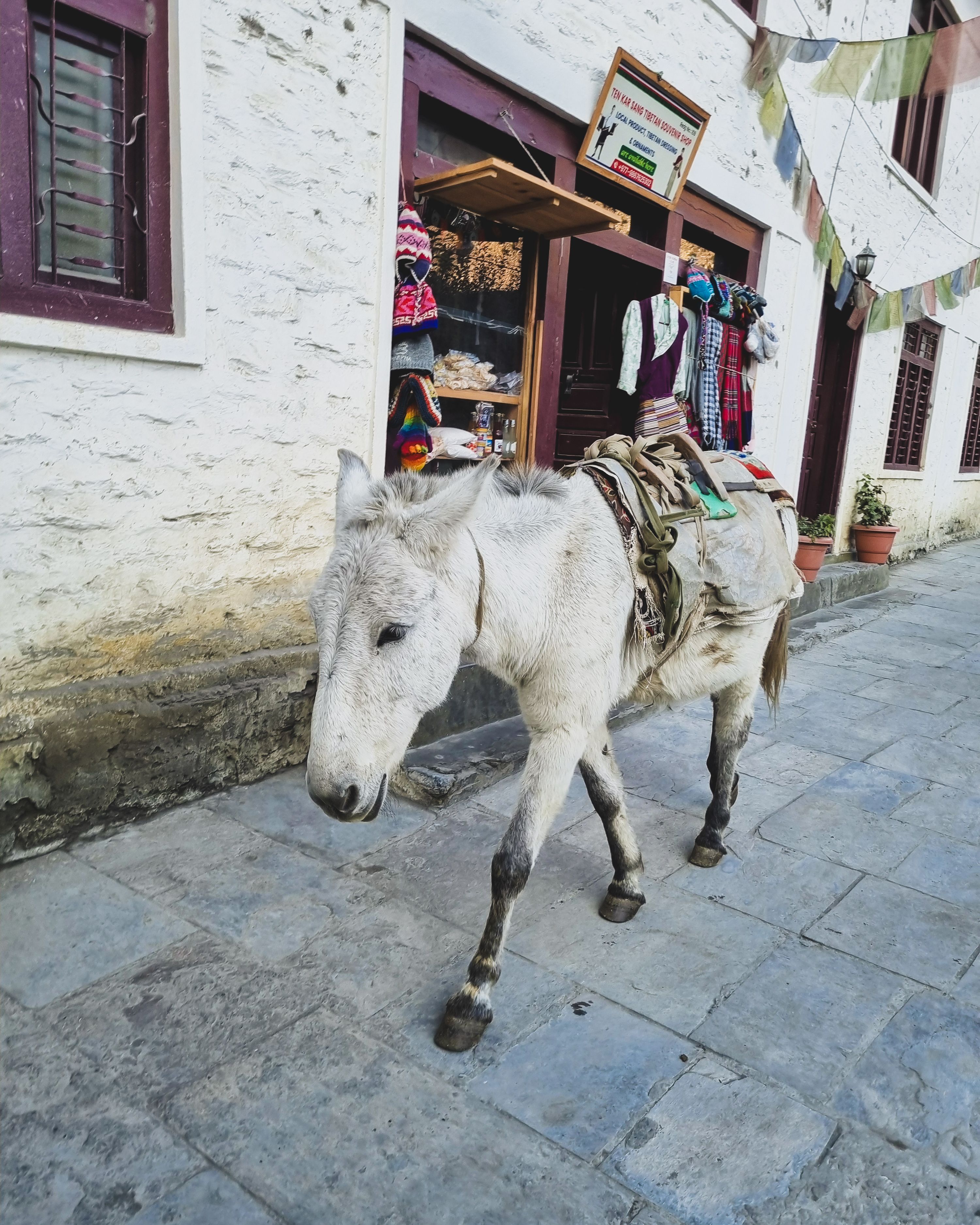 Donkey Walking Along a Street in Nepal · Free Stock Photo