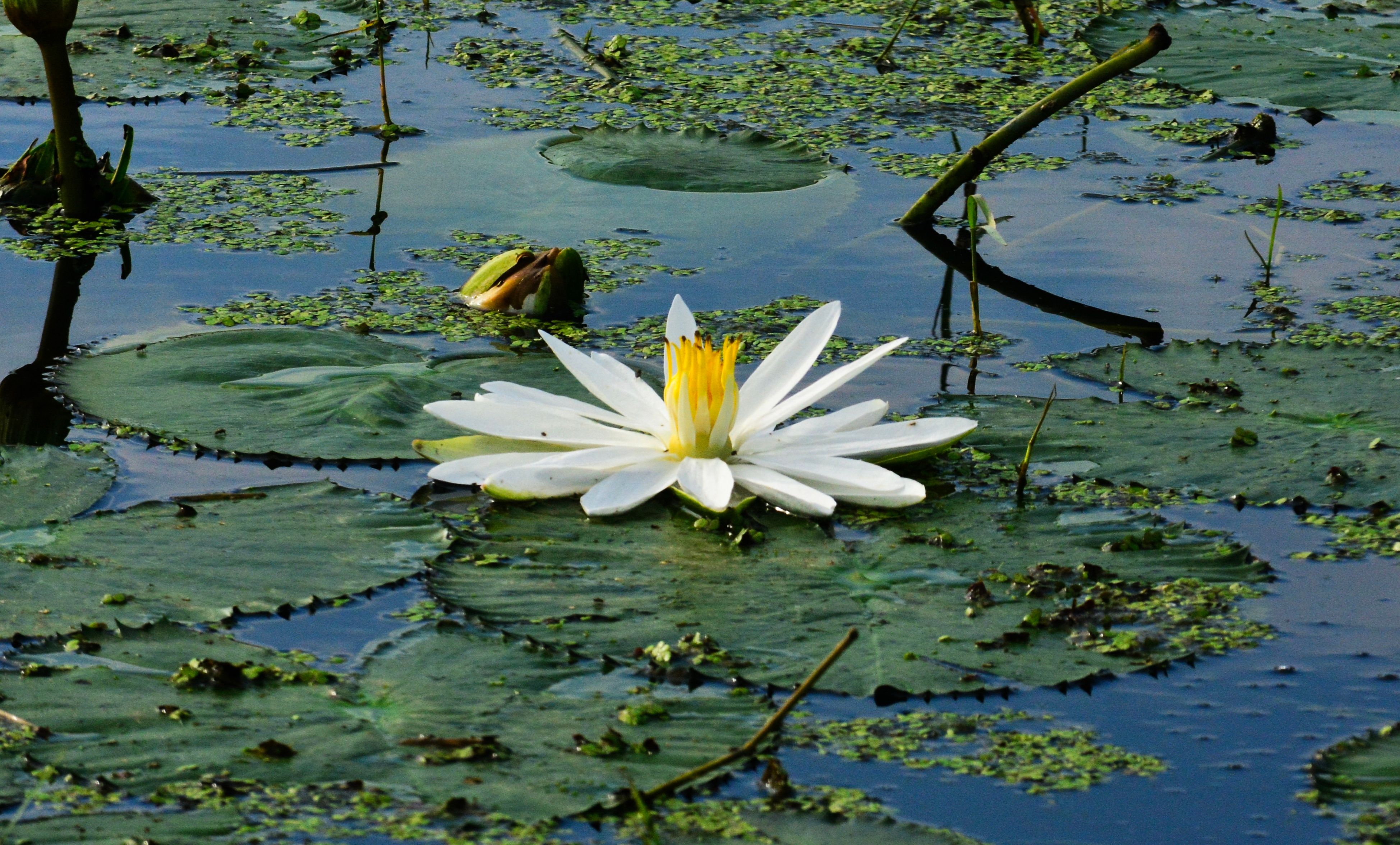 Swamp Flowers Photos, Download The BEST Free Swamp Flowers Stock Photos ...