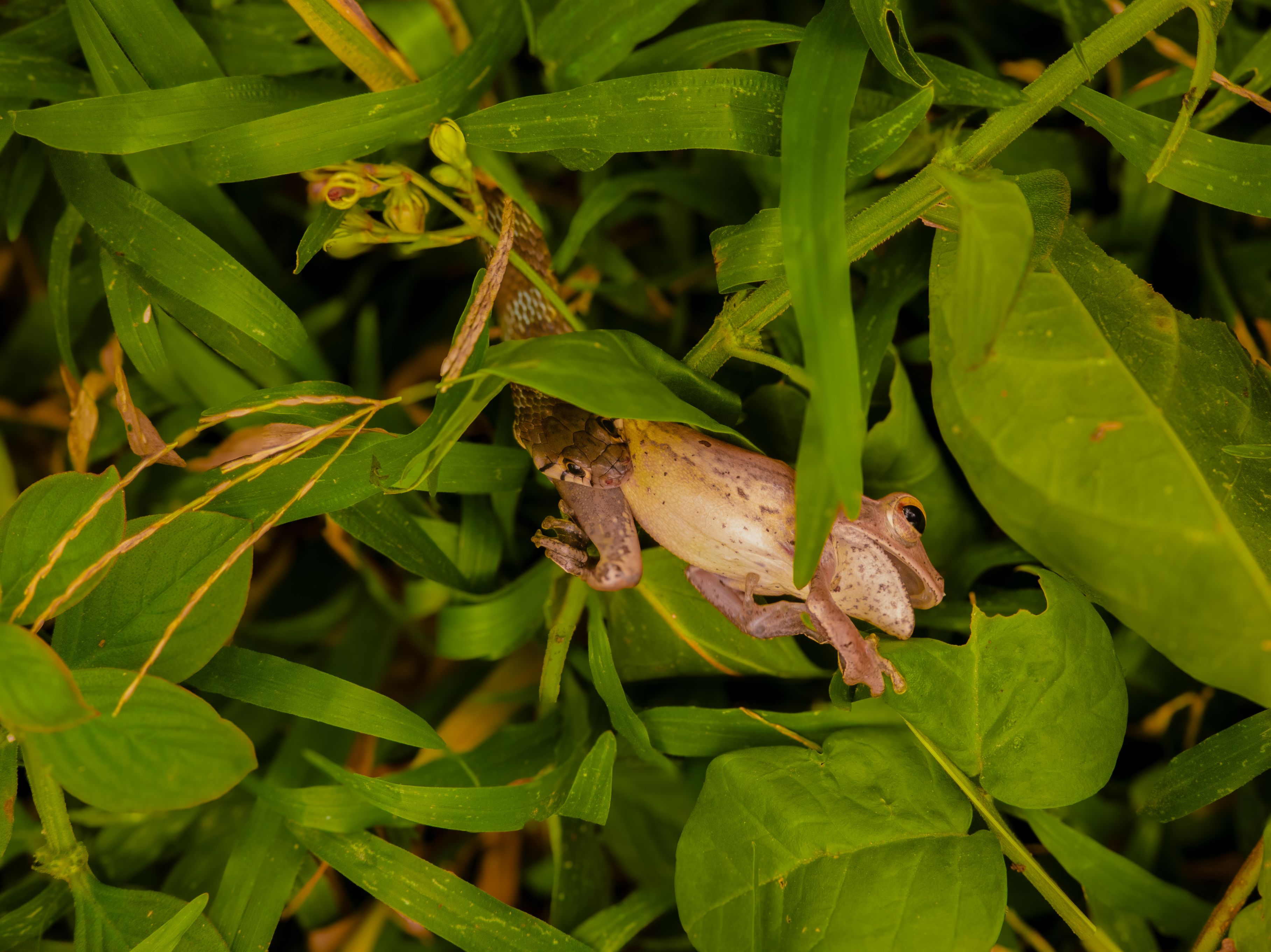 Tree Frog Hidden Among Lush Green Leaves · Free Stock Photo