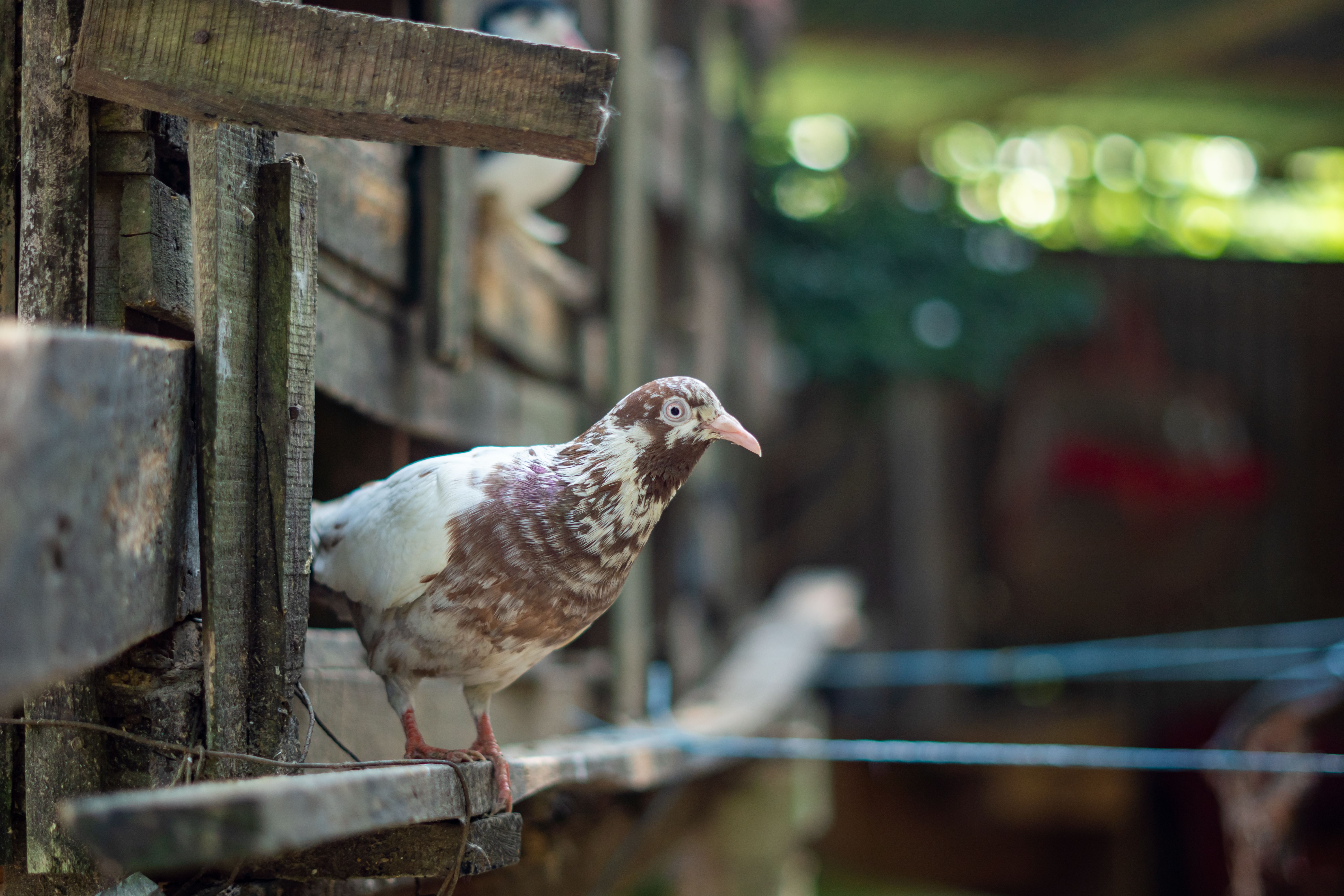 Rustic Pigeon Perched in Sunlit Barn · Free Stock Photo