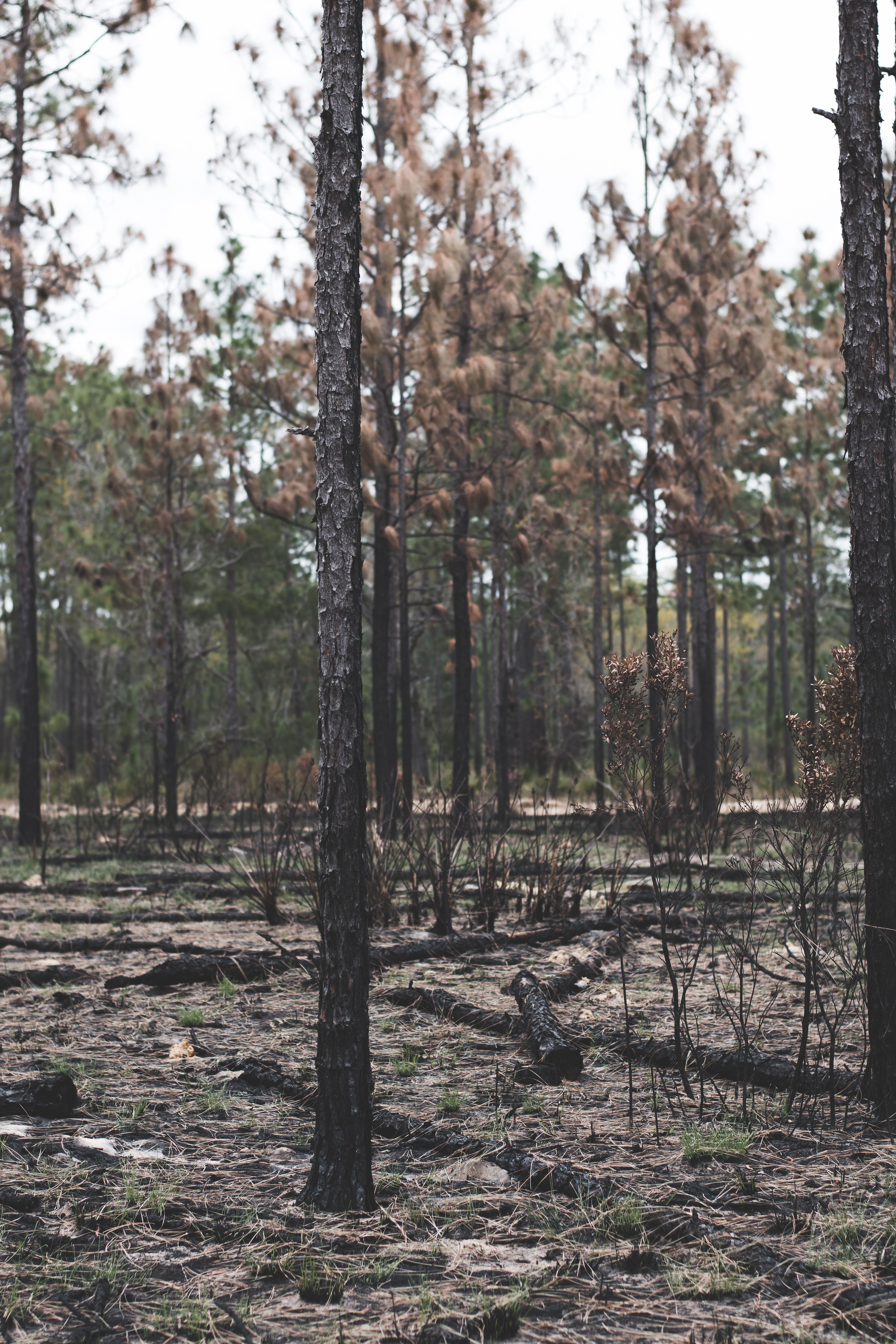 Burnt Forest After Wildfire Quietly Resting · Free Stock Photo