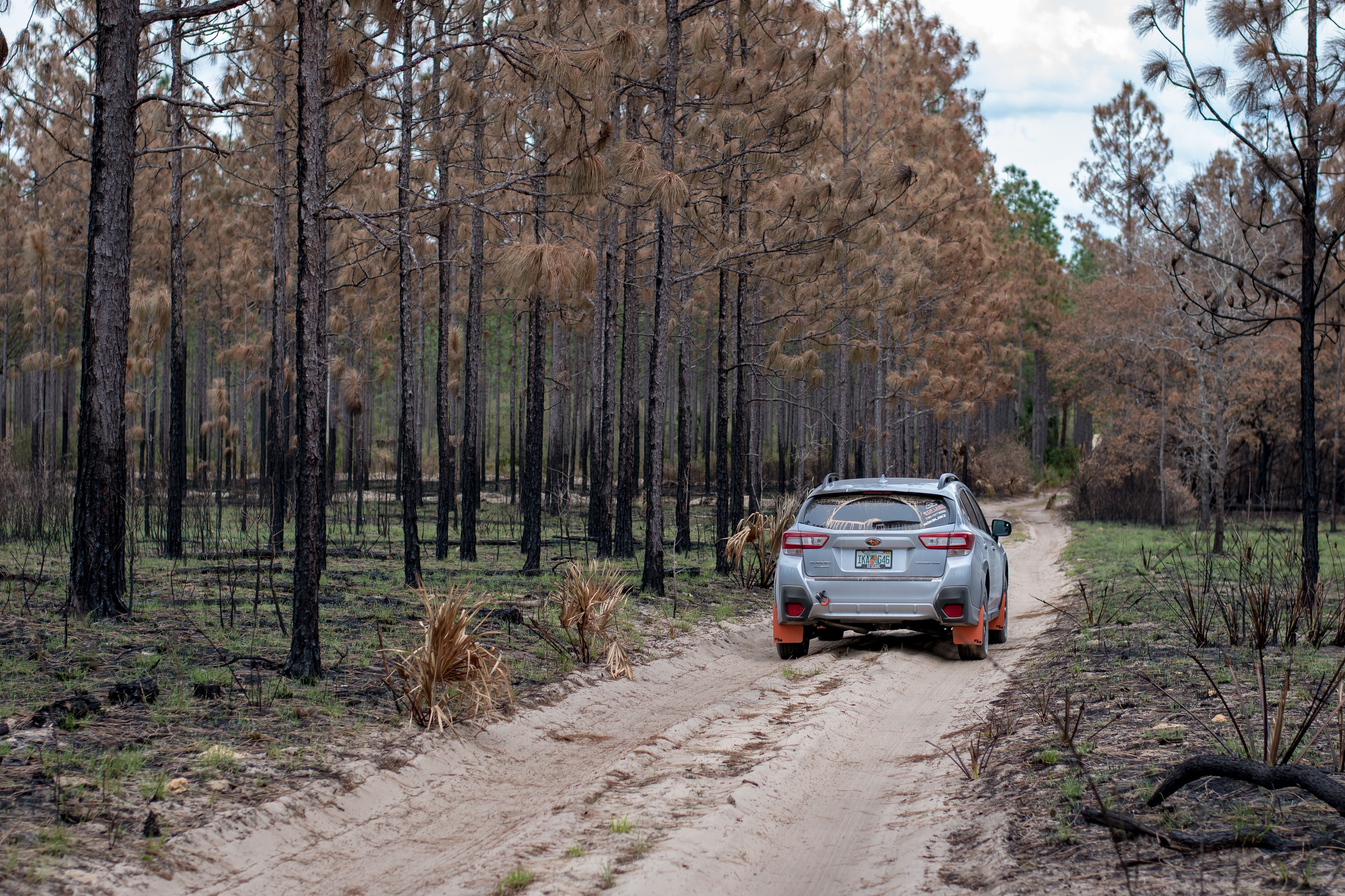 SUV Navigates Sandy Trail in Post-Wildfire Forest · Free Stock Photo
