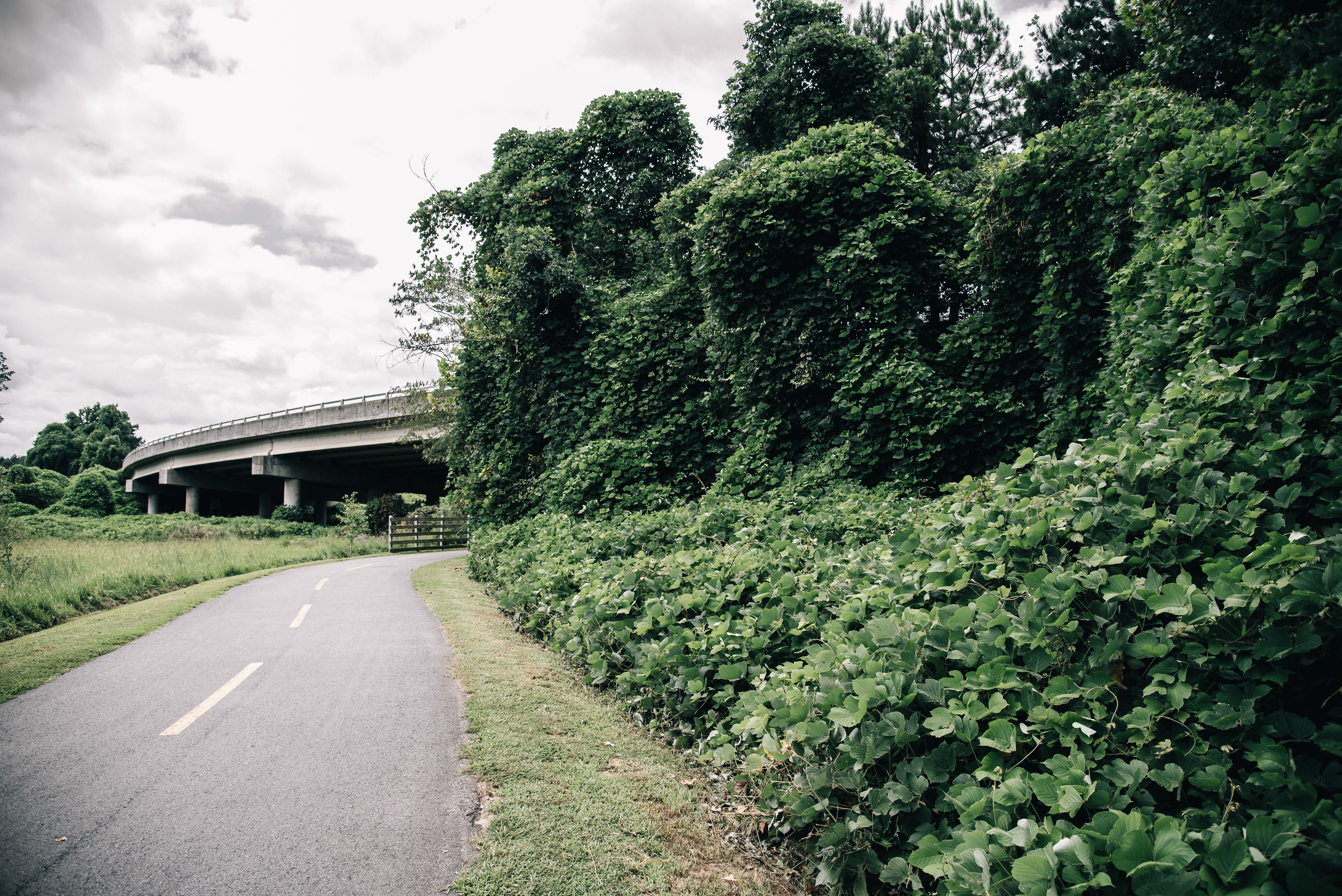Lush Green Pathway by Overpass with Vines · Free Stock Photo
