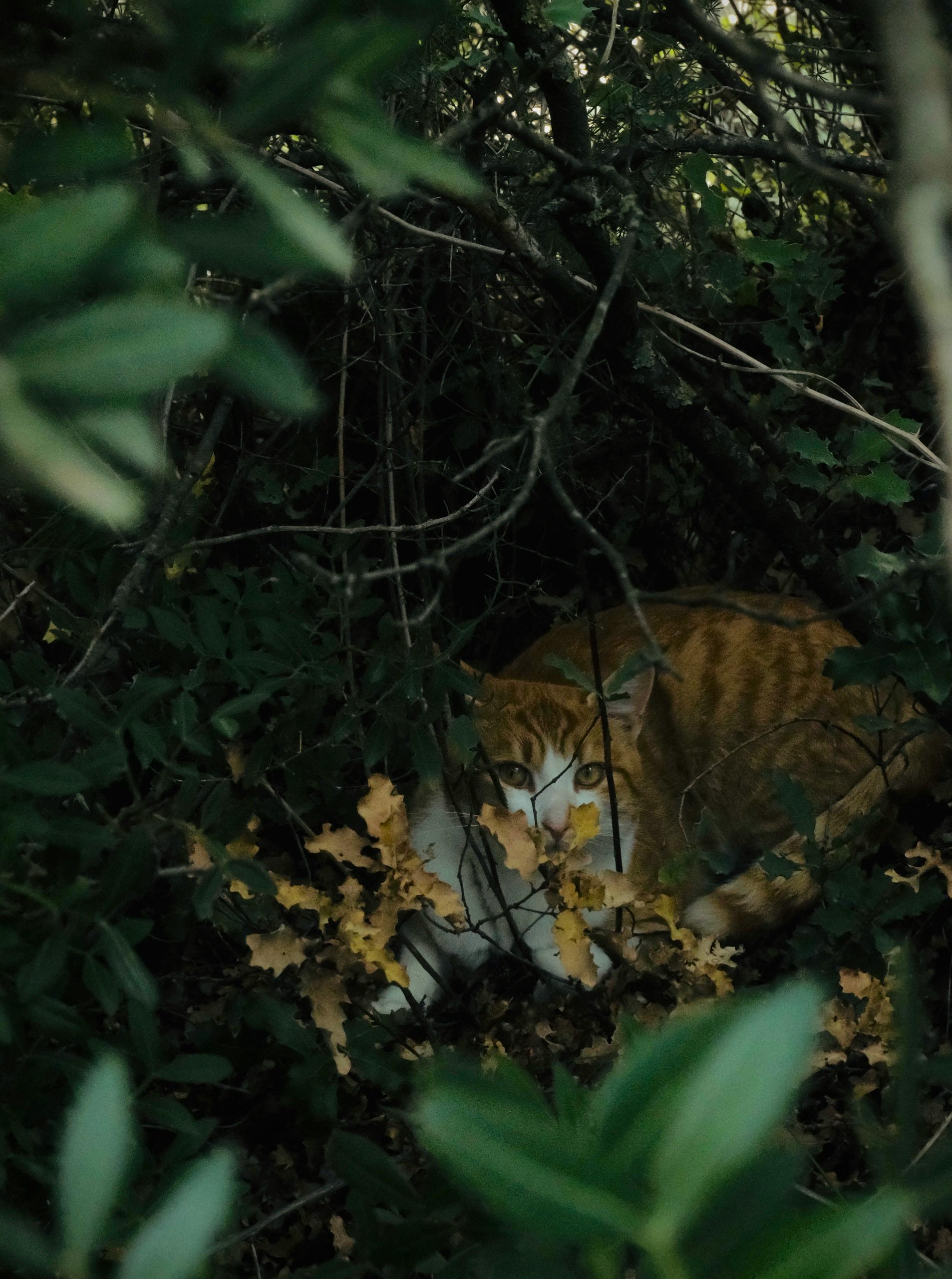700,000+张最精彩的“正しい知識を身につけるための完全ガイド”图片 · 100%免费下载 · Pexels素材图片