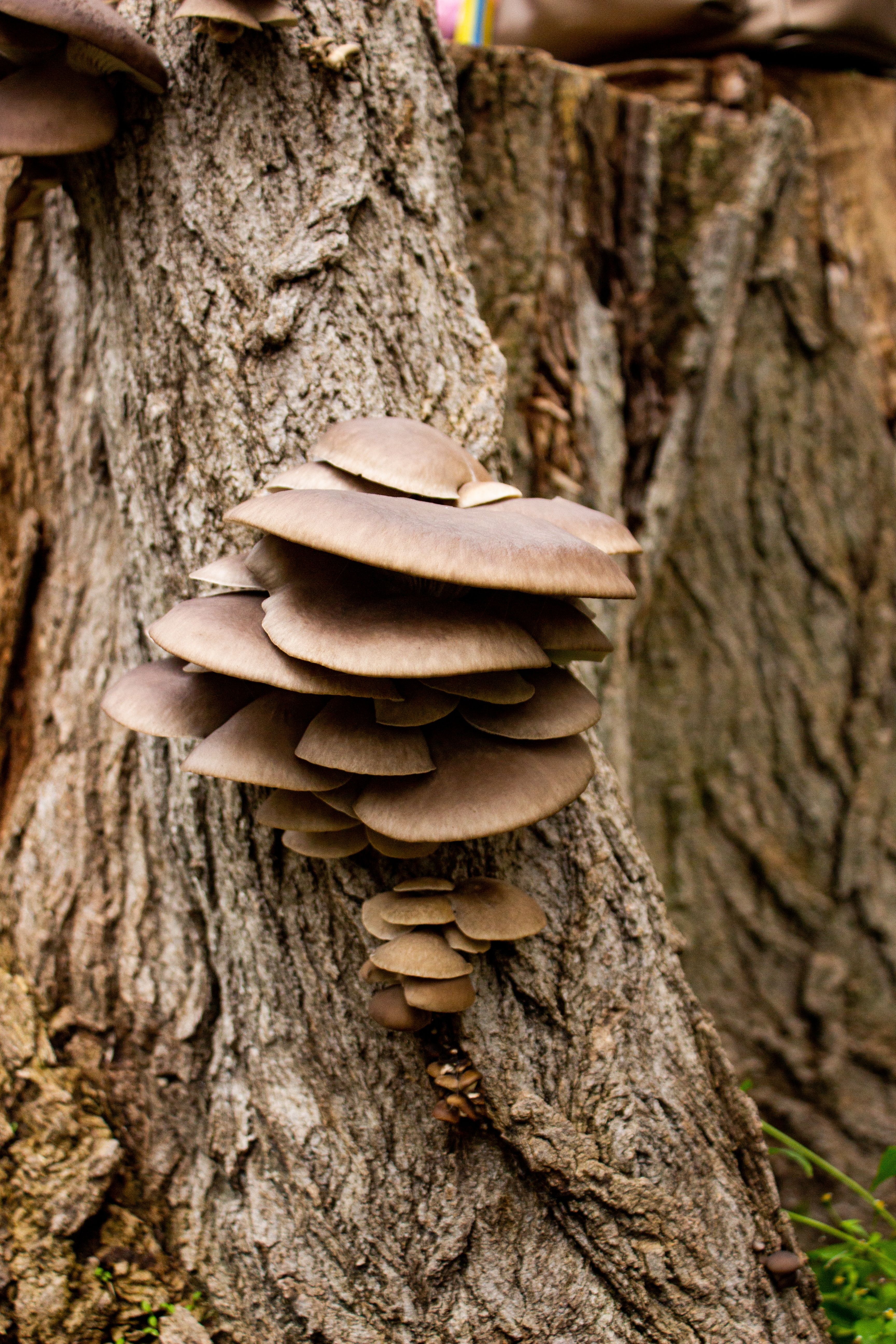 40 000+ Toenail-fungus-videos-on-big-toe-only banque d’images et photos ...