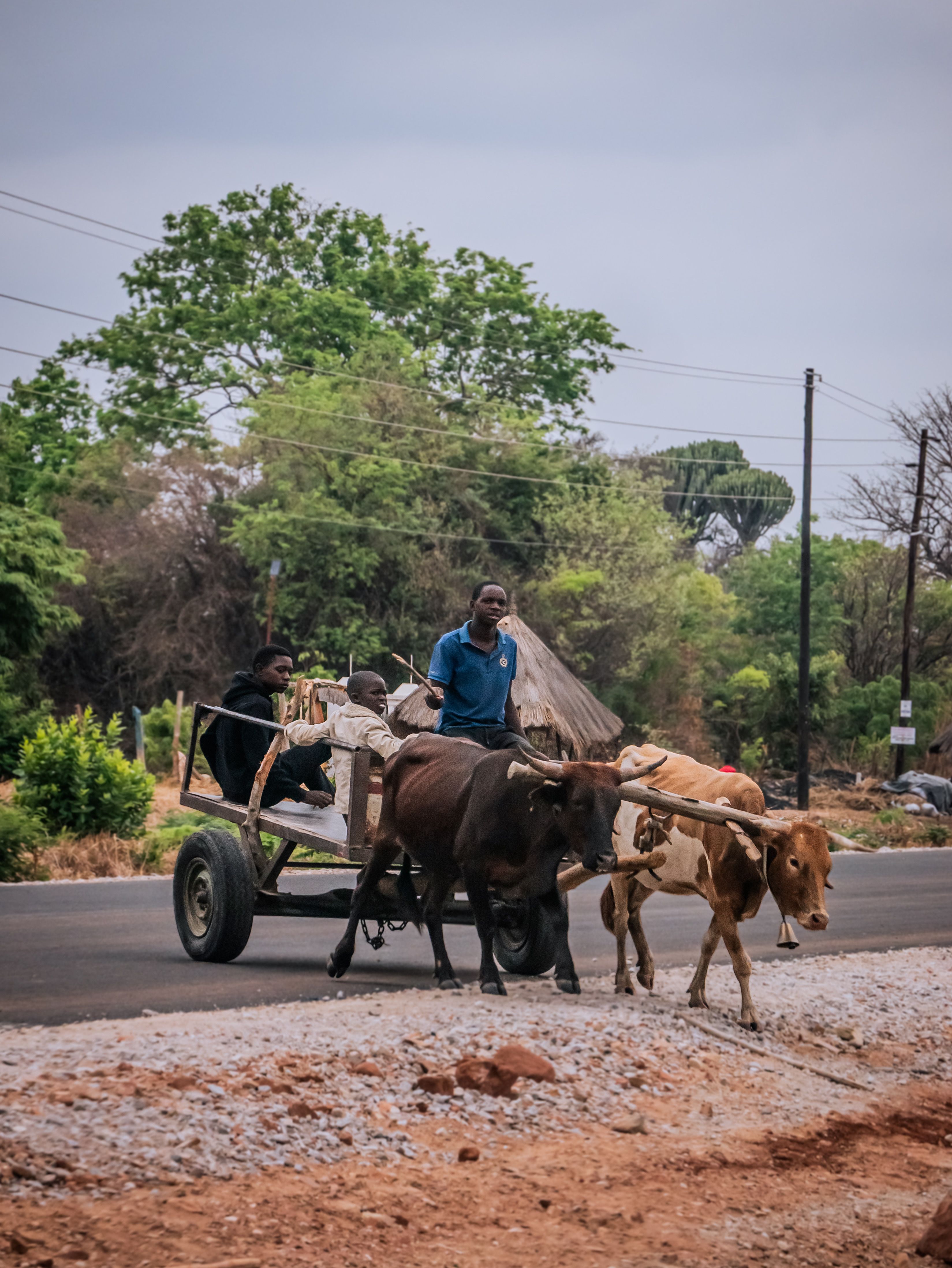 Ox-Drawn Cart on Rural Road in Africa · Free Stock Photo