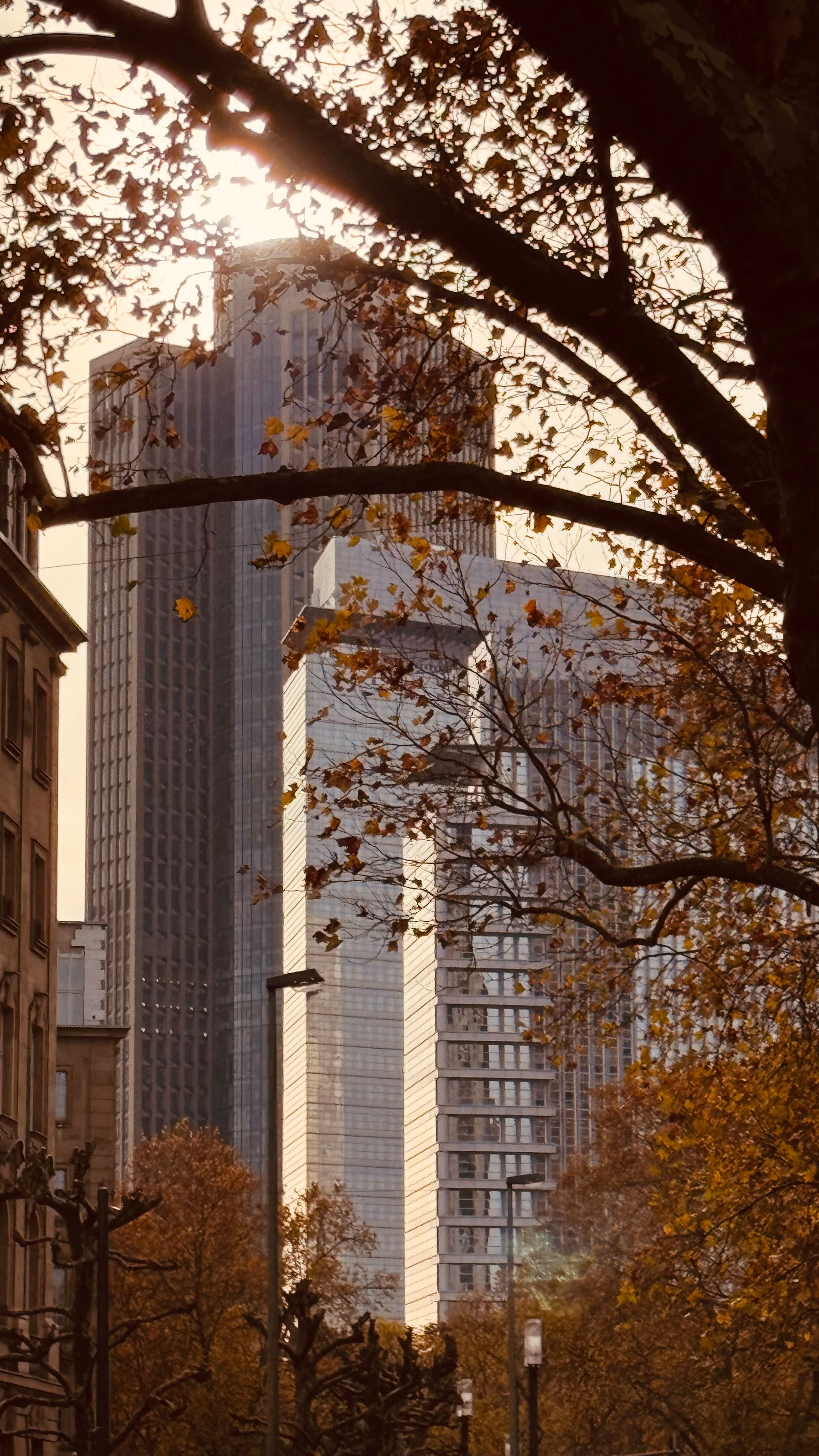 Urban Autumn Skyline with Tall Modern Buildings · Free Stock Photo