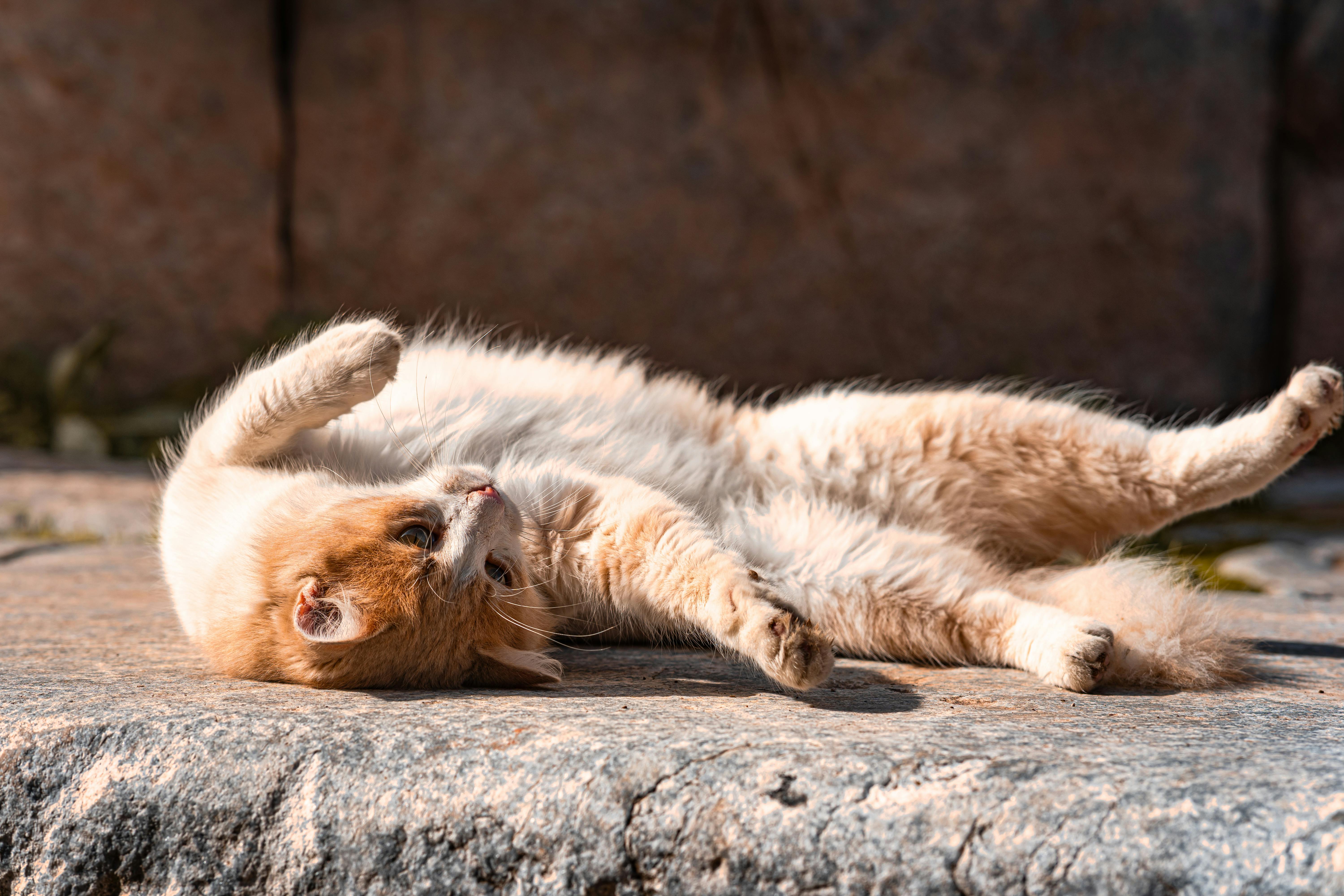 Malti+Chahar+Hot+Wallpapers Photos, Download The BEST Free Malti+Chahar ...