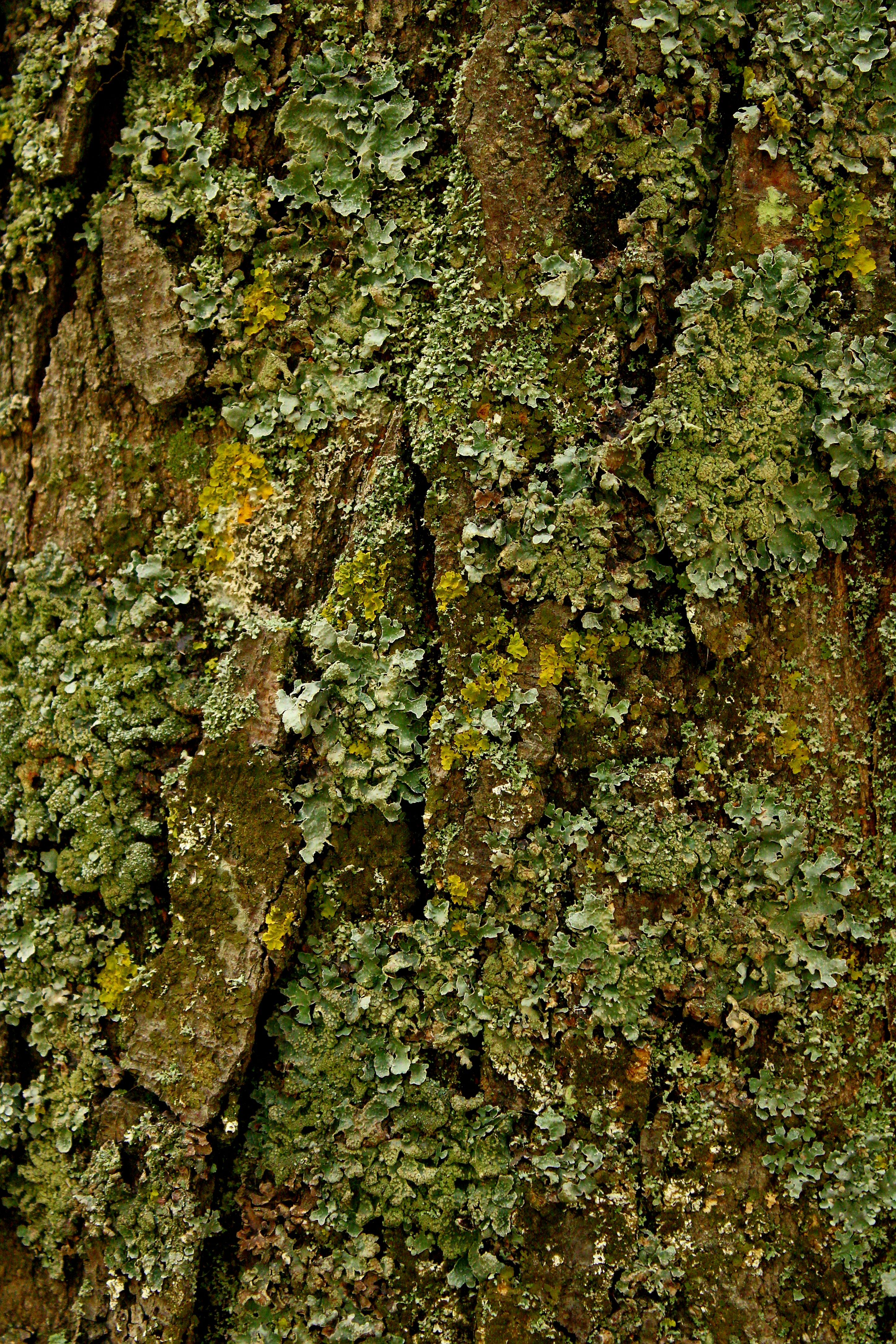 Close-up of Lichen on Tree Bark in Natural Habitat · Free Stock Photo