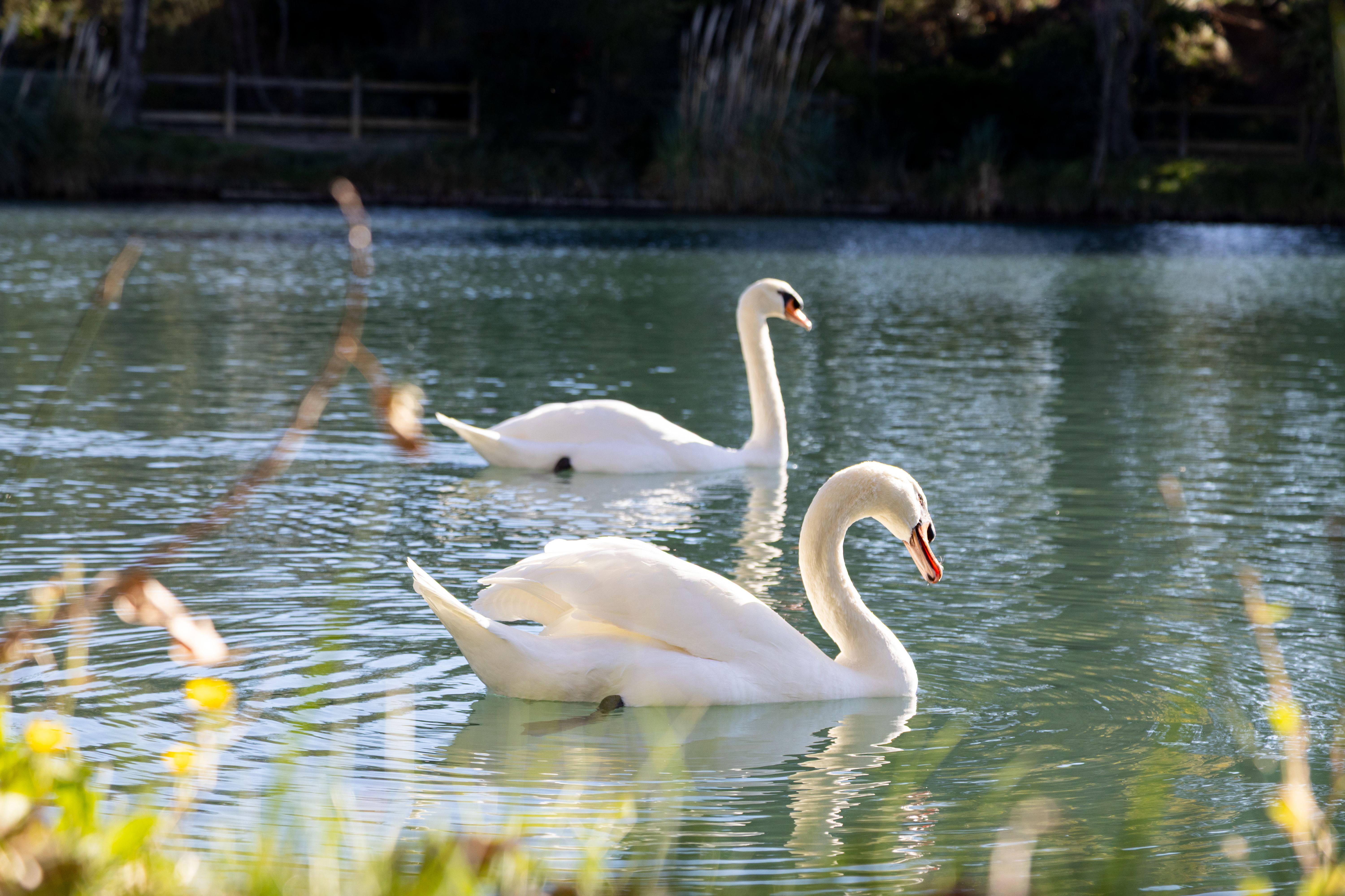 Kissing Swans Photos, Download The BEST Free Kissing Swans Stock Photos ...