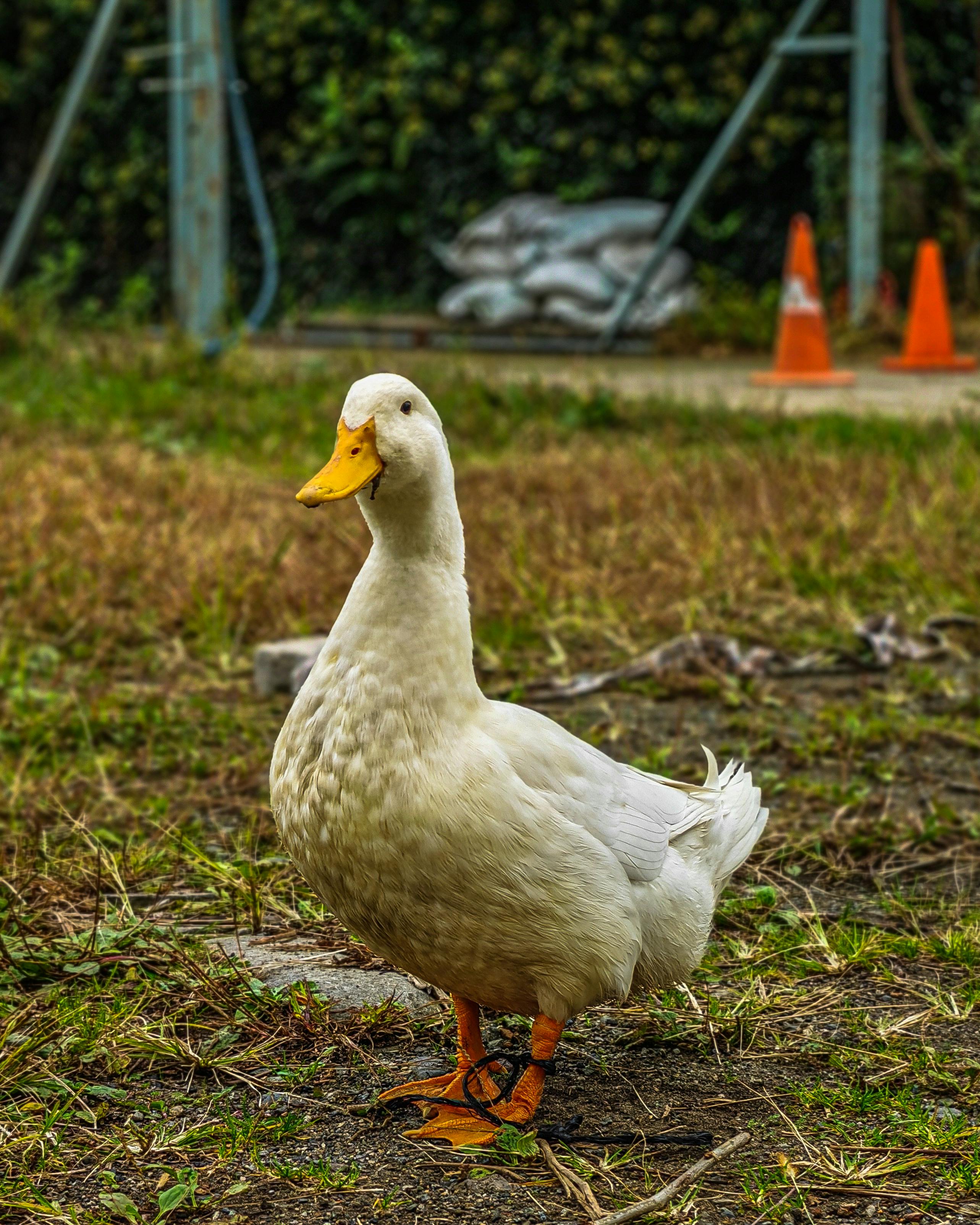 Songs+Thats+Free. Photos, Download The BEST Free Songs+Thats+Free ...