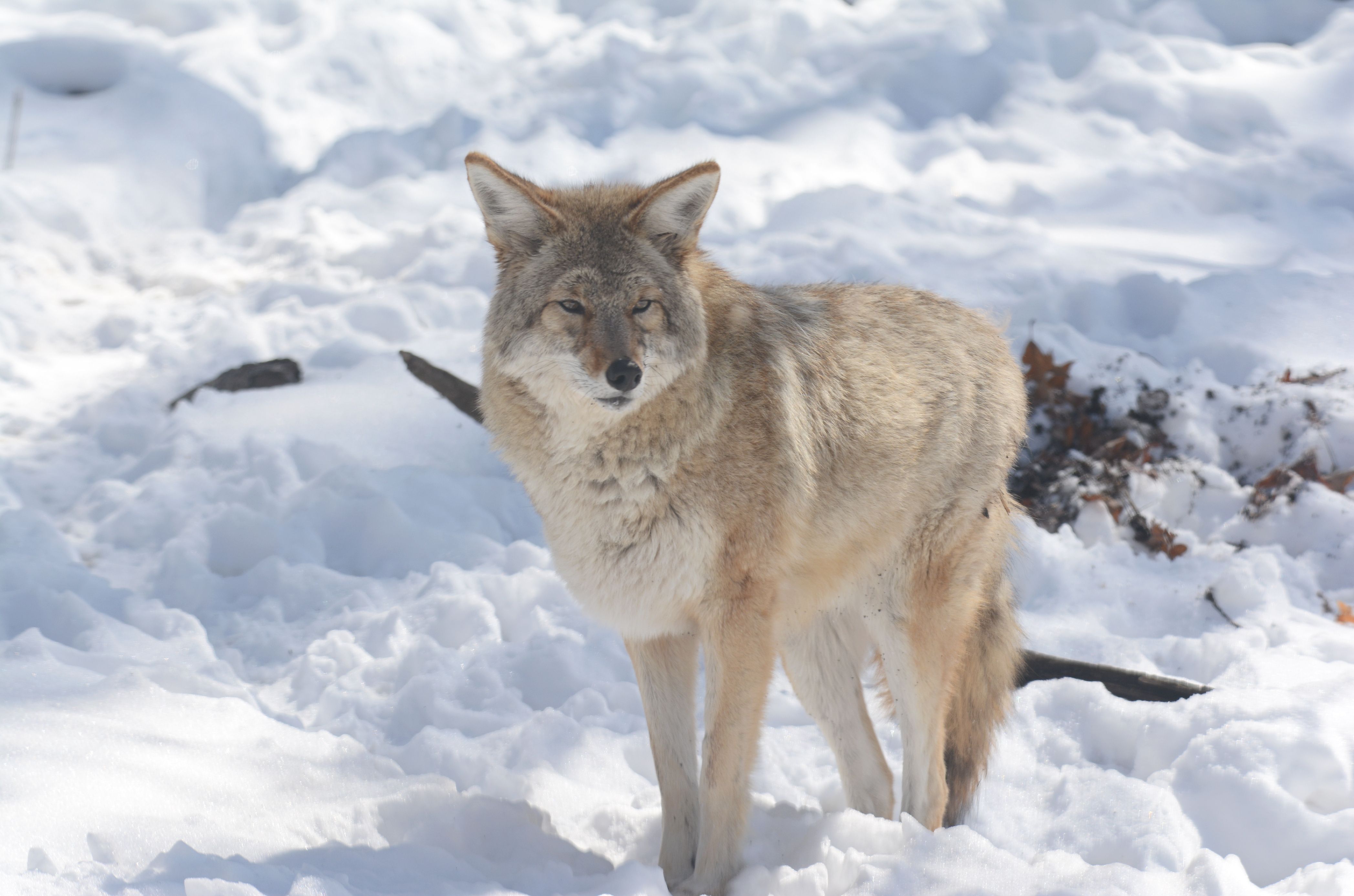 Coyote Photos, Download The BEST Free Coyote Stock Photos & HD Images