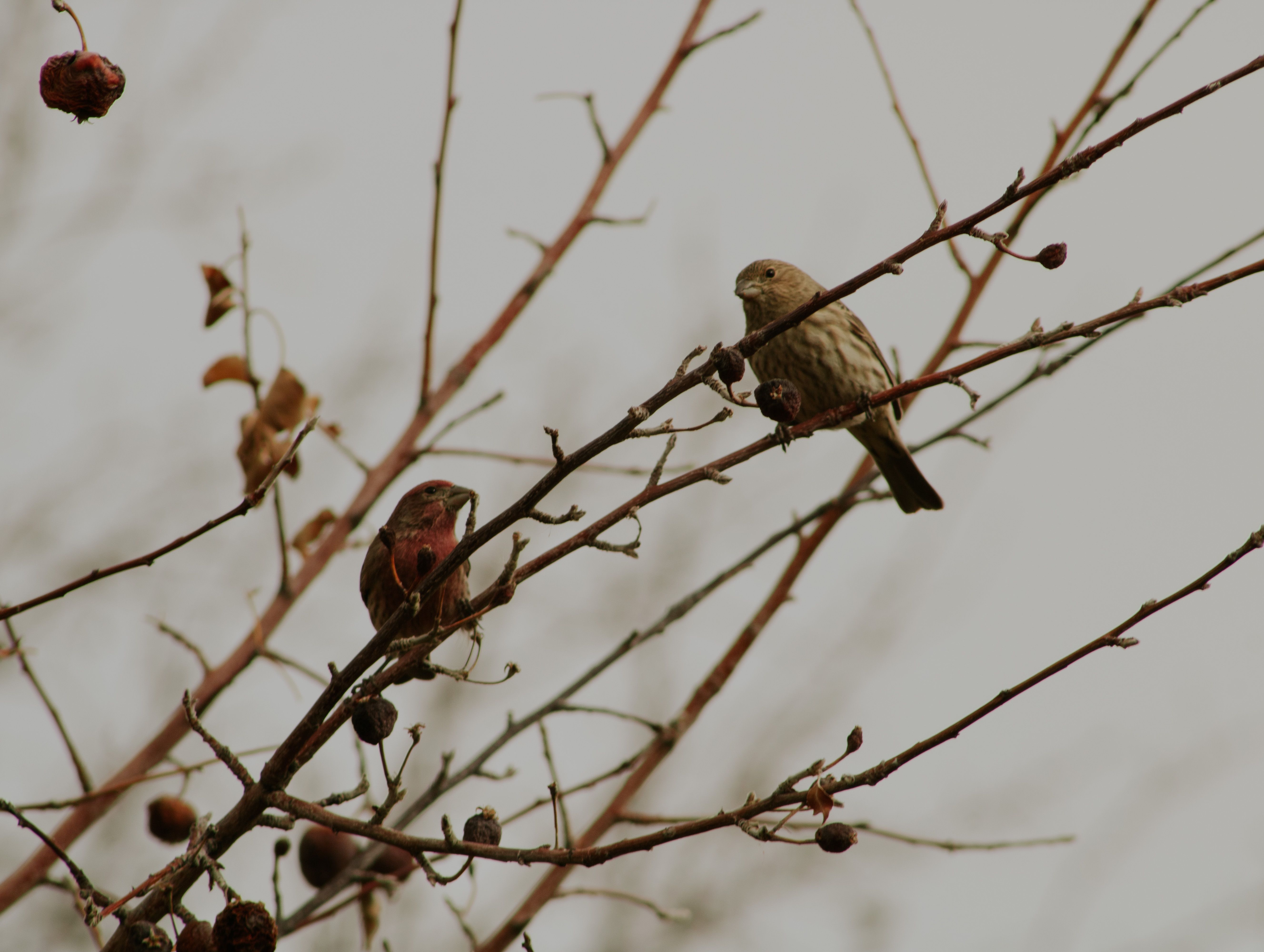 Pair of House Finches Perched on Bare Branches · Free Stock Photo