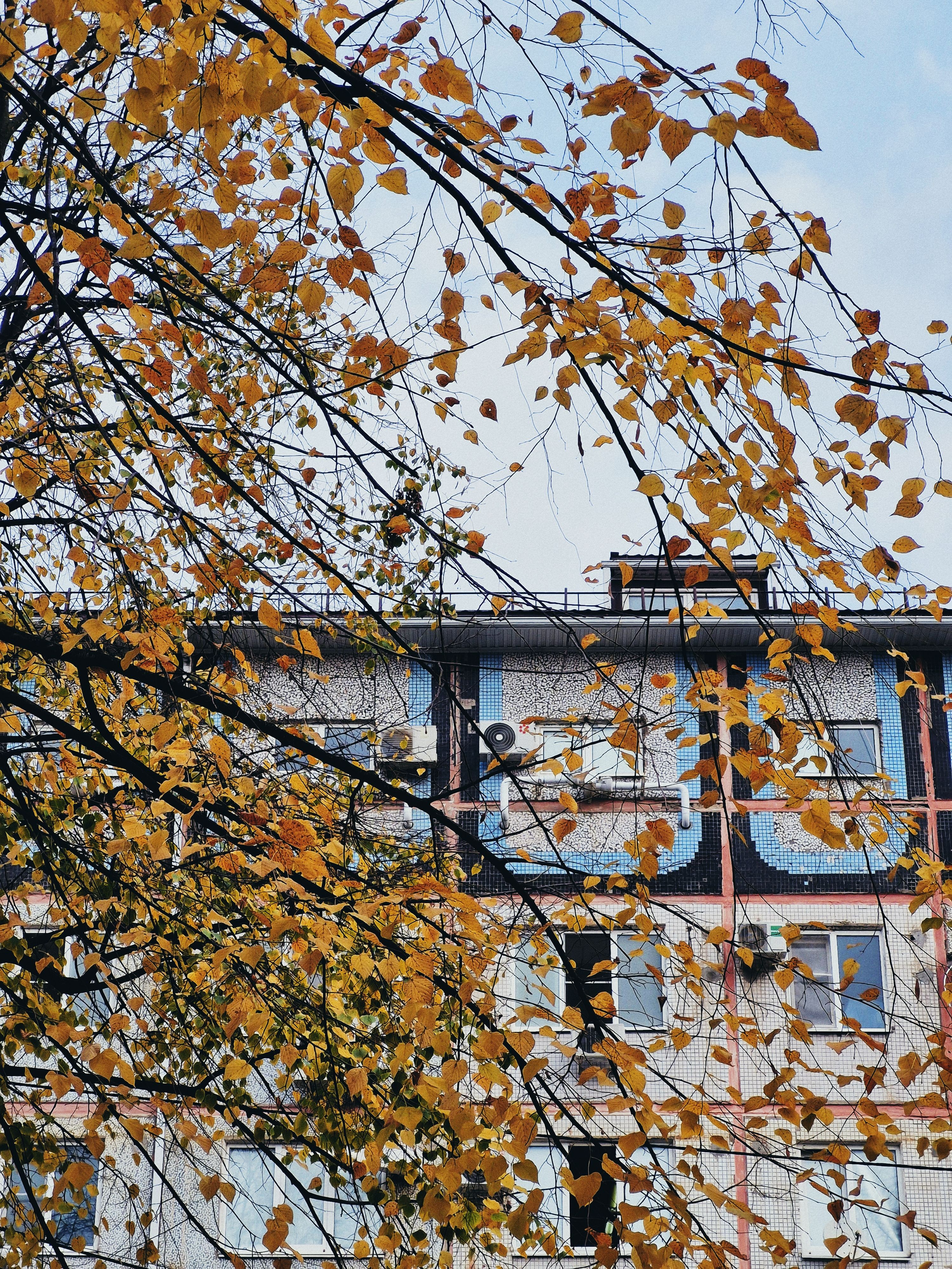 Autumn leaves against urban building facade · Free Stock Photo