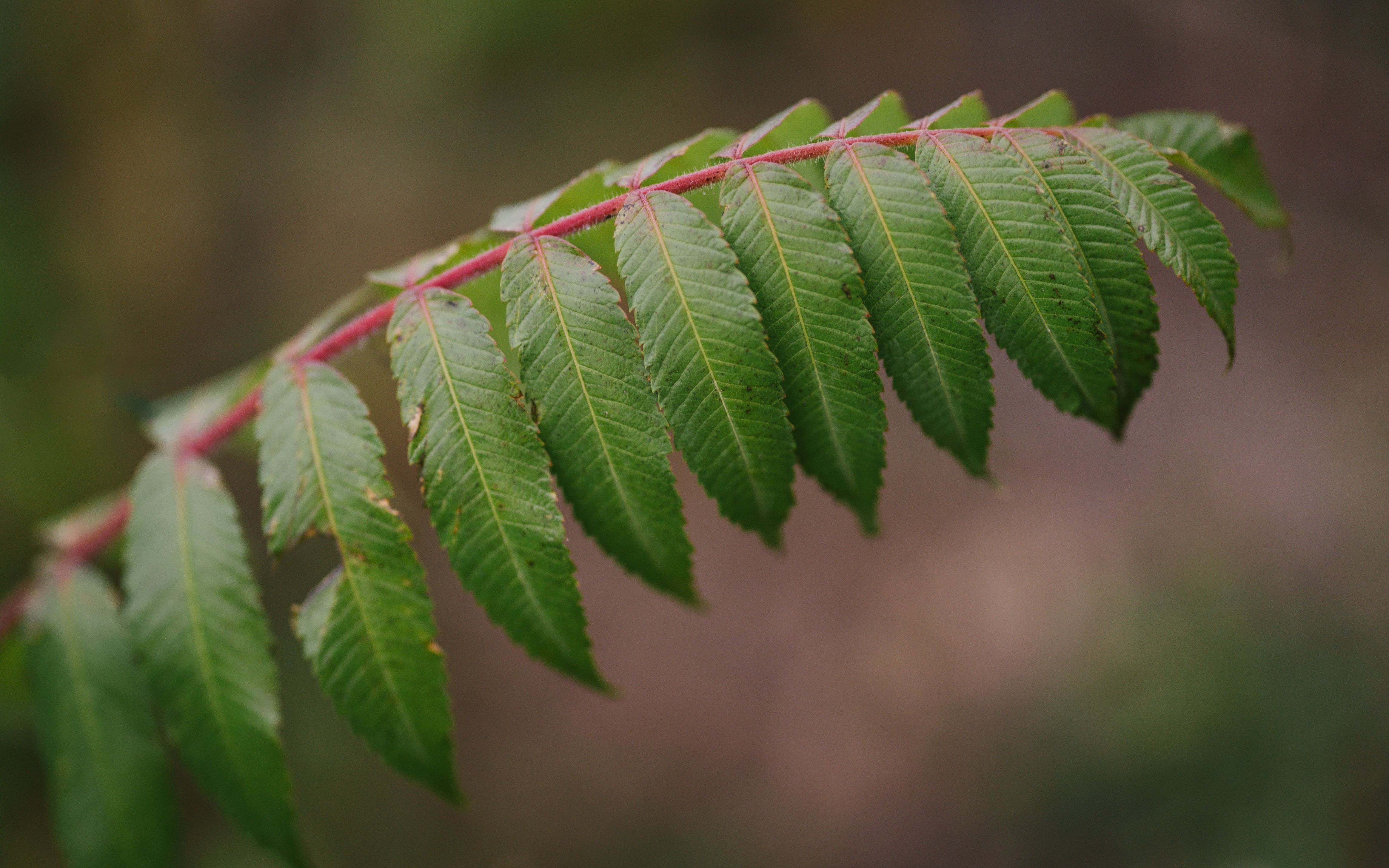 Close-up of Sumac Leaf Branch in Poland · Free Stock Photo