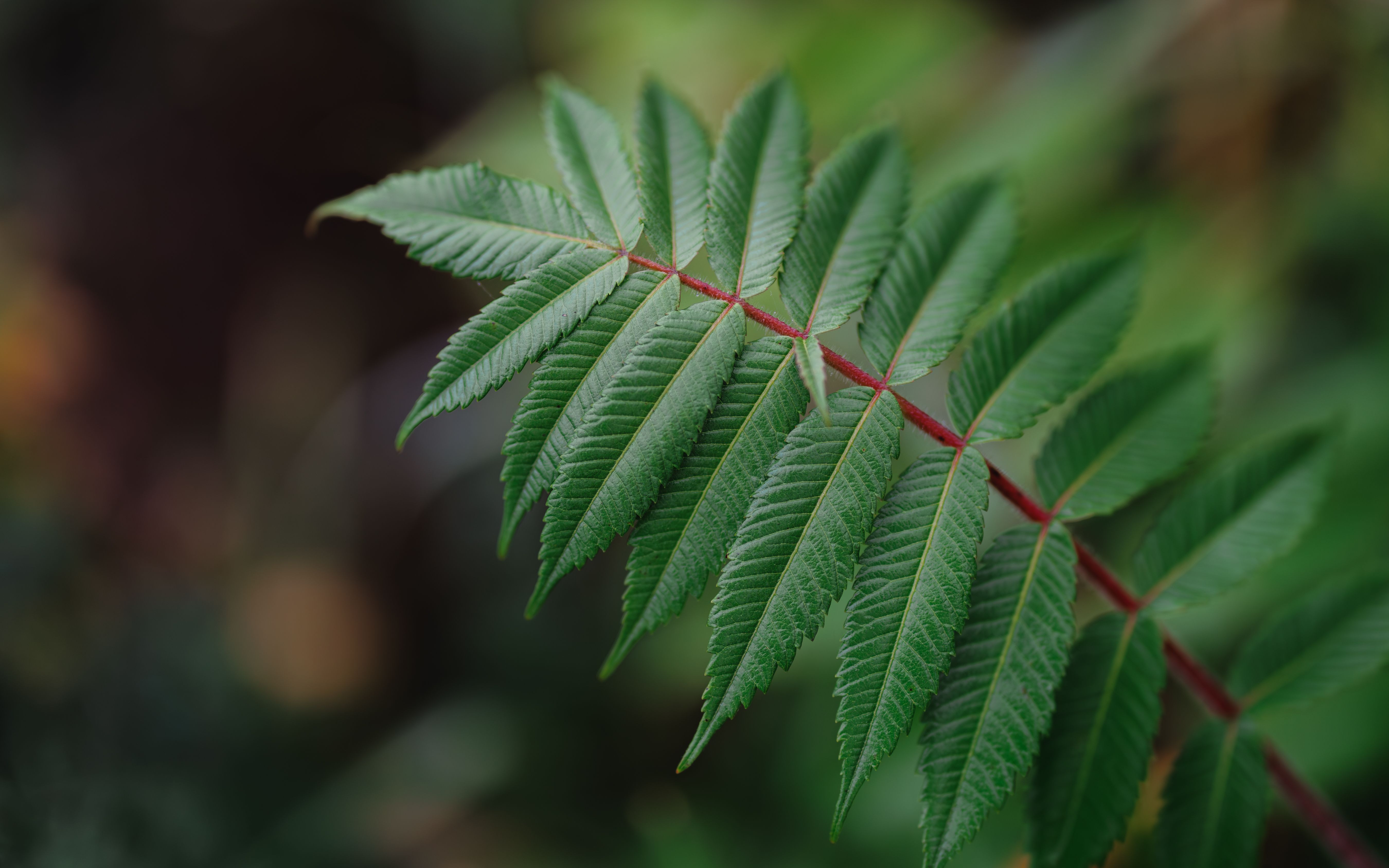 4k Growth Photos, Download The BEST Free 4k Growth Stock Photos & HD Images