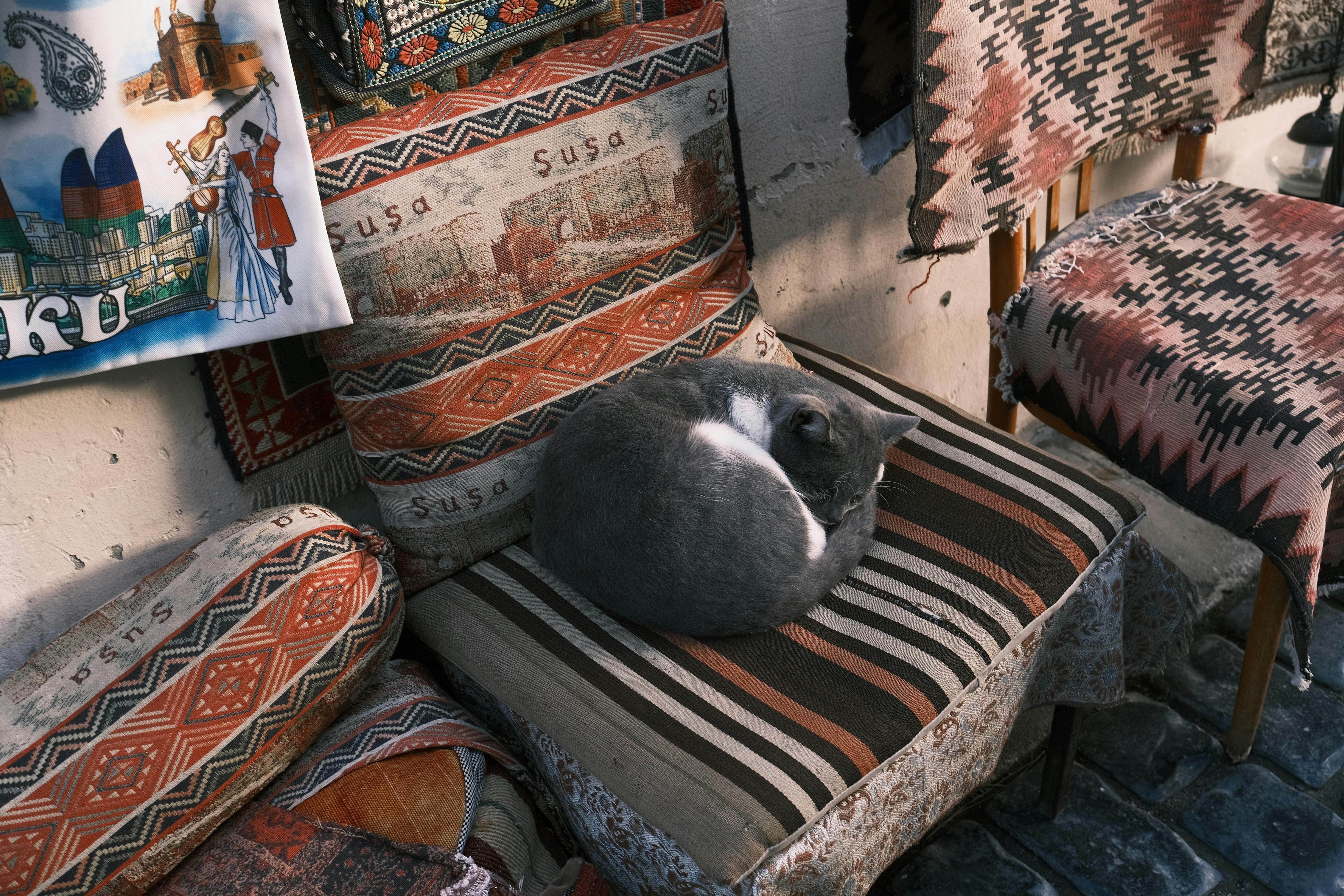 一只舒适的猫咪趴在传统的阿塞拜疆纺织品上休息 · 免费素材图片