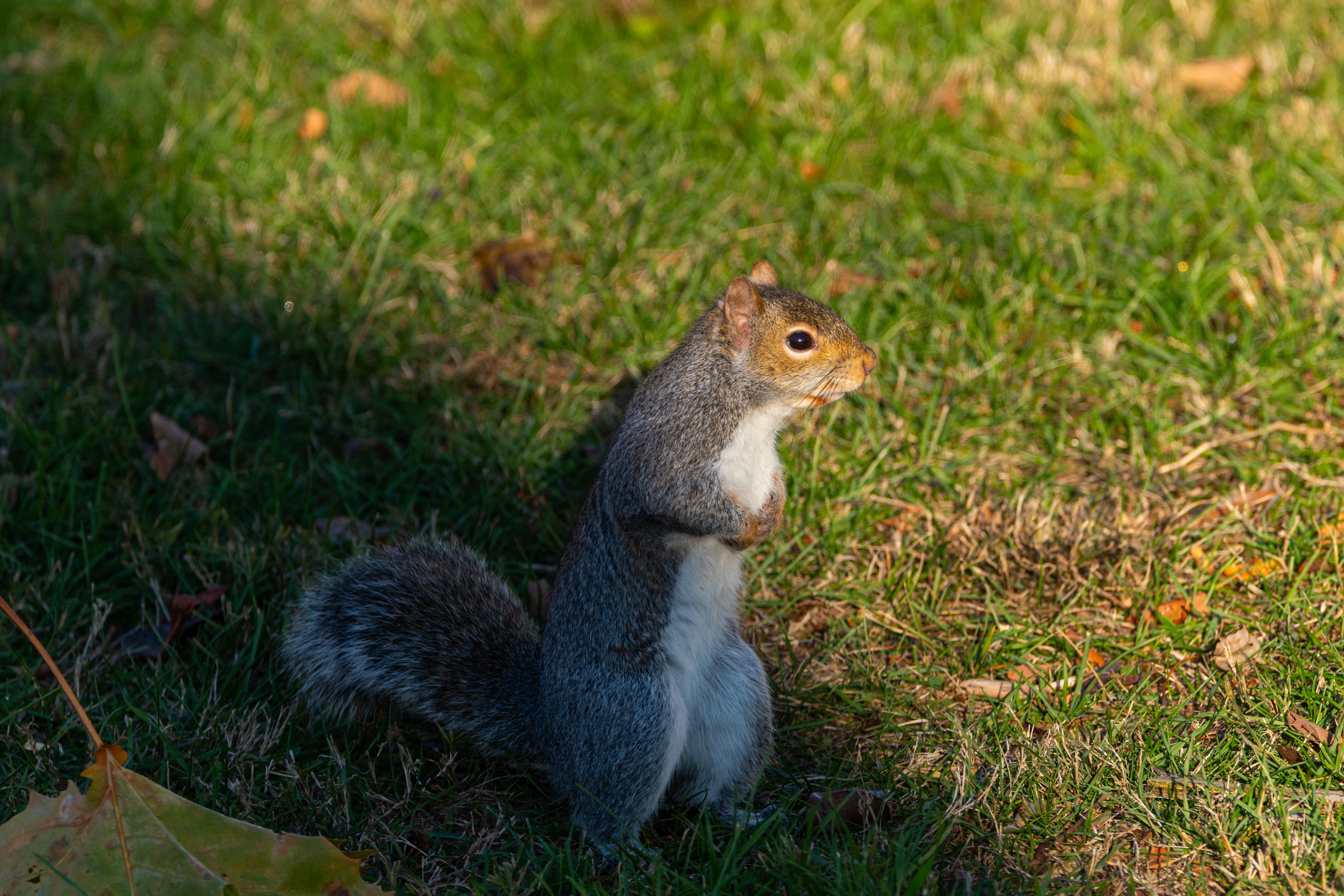 Grey Squirrel in Sunlit Grass in Pennsylvania · Free Stock Photo