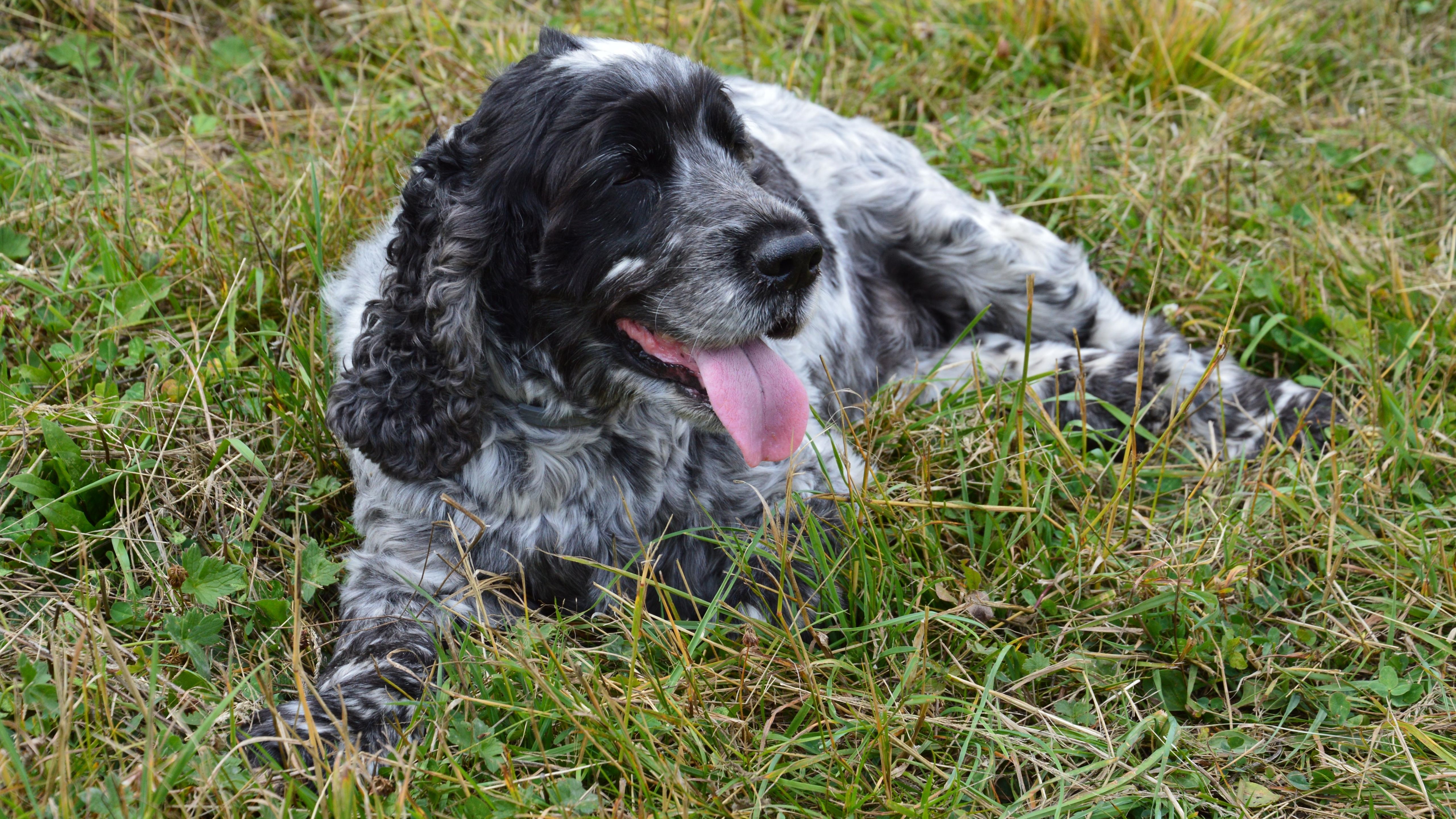 Happy Cocker Spaniel Relaxing in Grass · Free Stock Photo