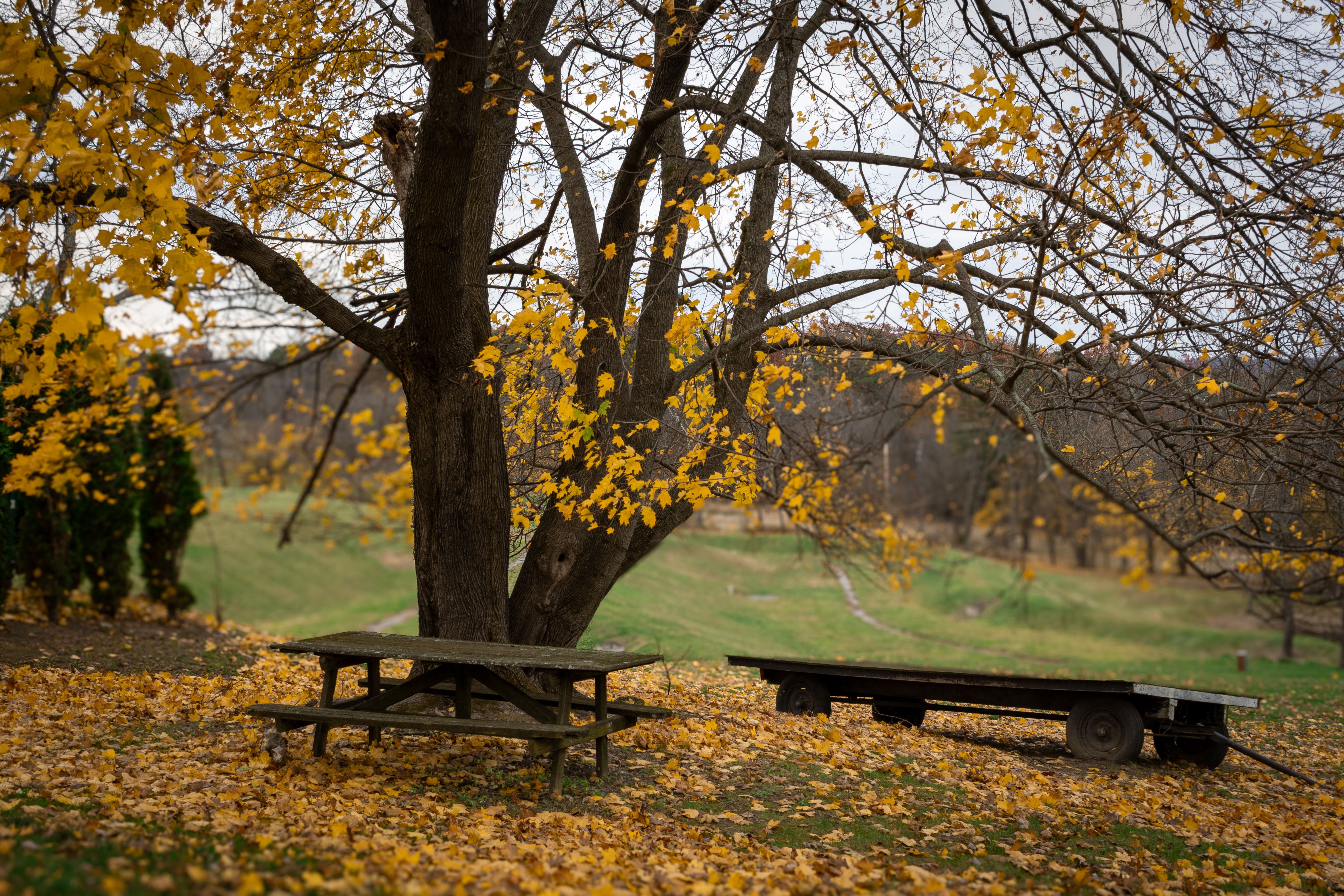 Fall Picnic Area with Fallen Leaves and Tree · Free Stock Photo