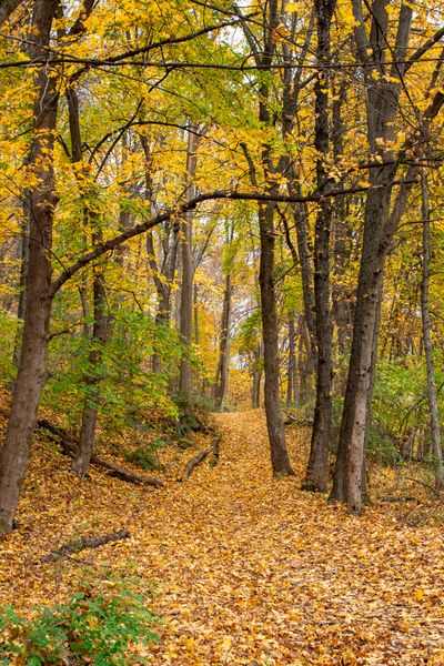 Autumn Forest Trail Photos, Download The BEST Free Autumn Forest Trail ...