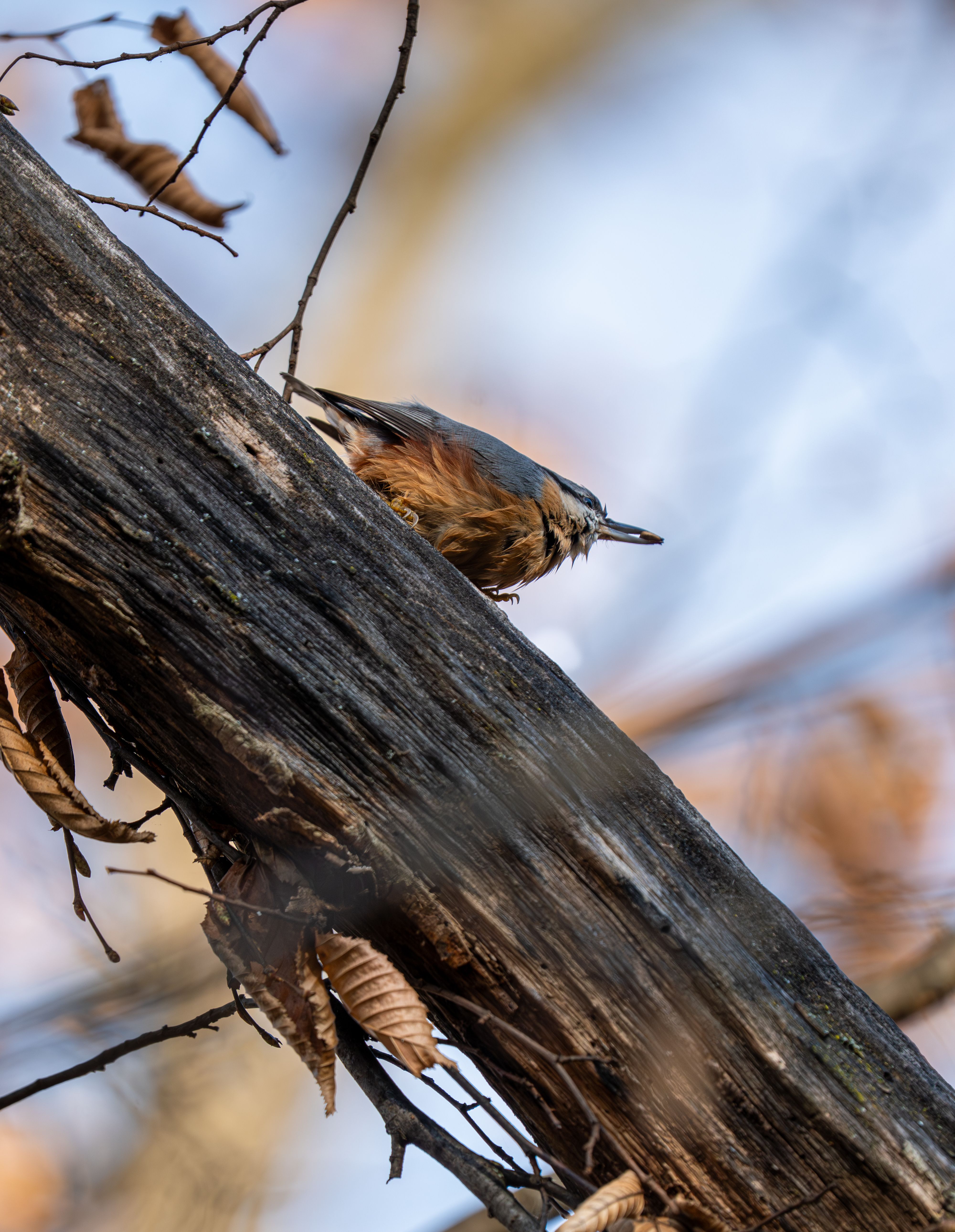 Vertical Bird Background Photos, Download The BEST Free Vertical Bird ...