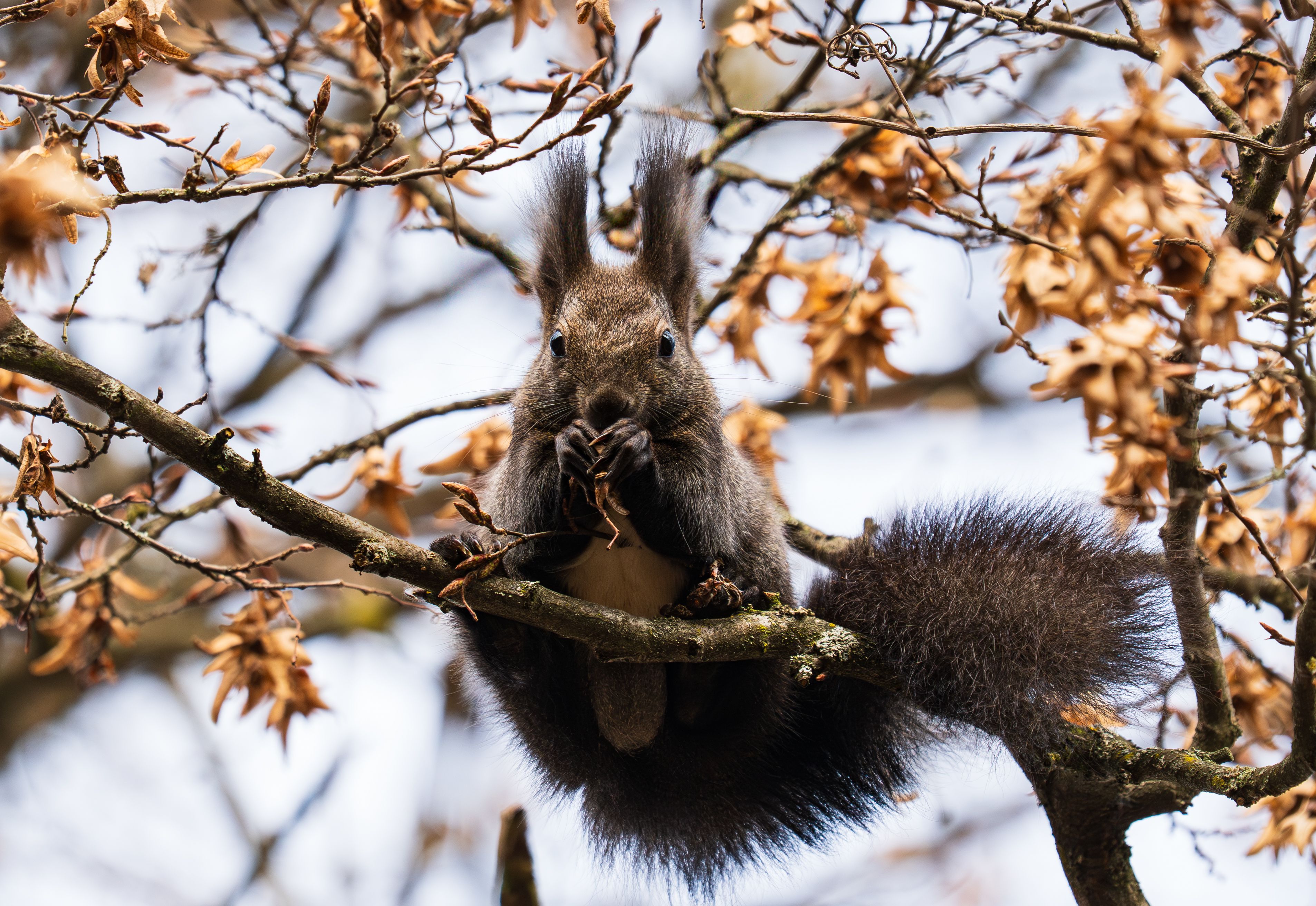 Close-up of Squirrel in Autumn Tree Branches · Free Stock Photo