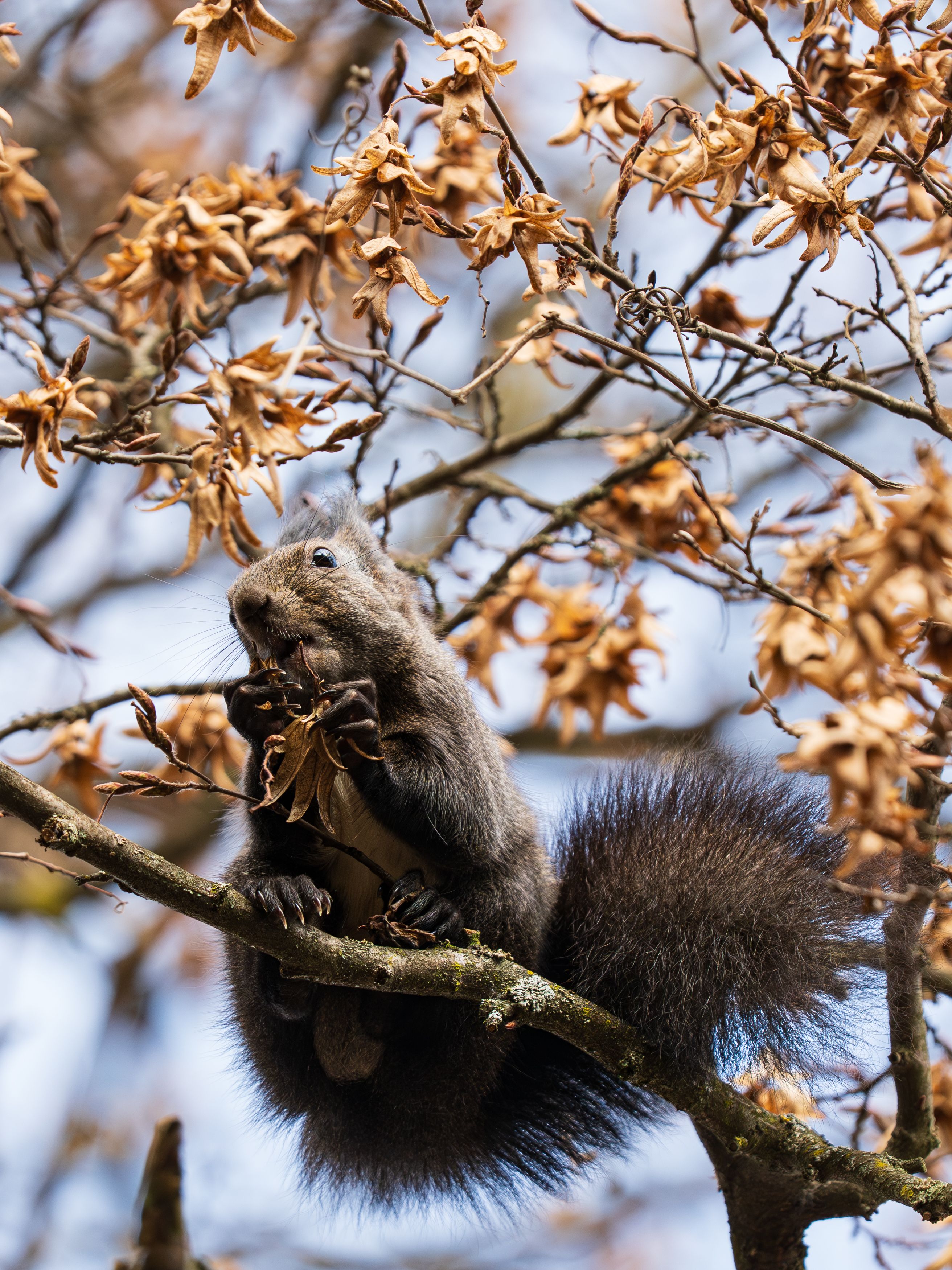 Acorn+Irasutoya Photos, Download The BEST Free Acorn+Irasutoya Stock ...