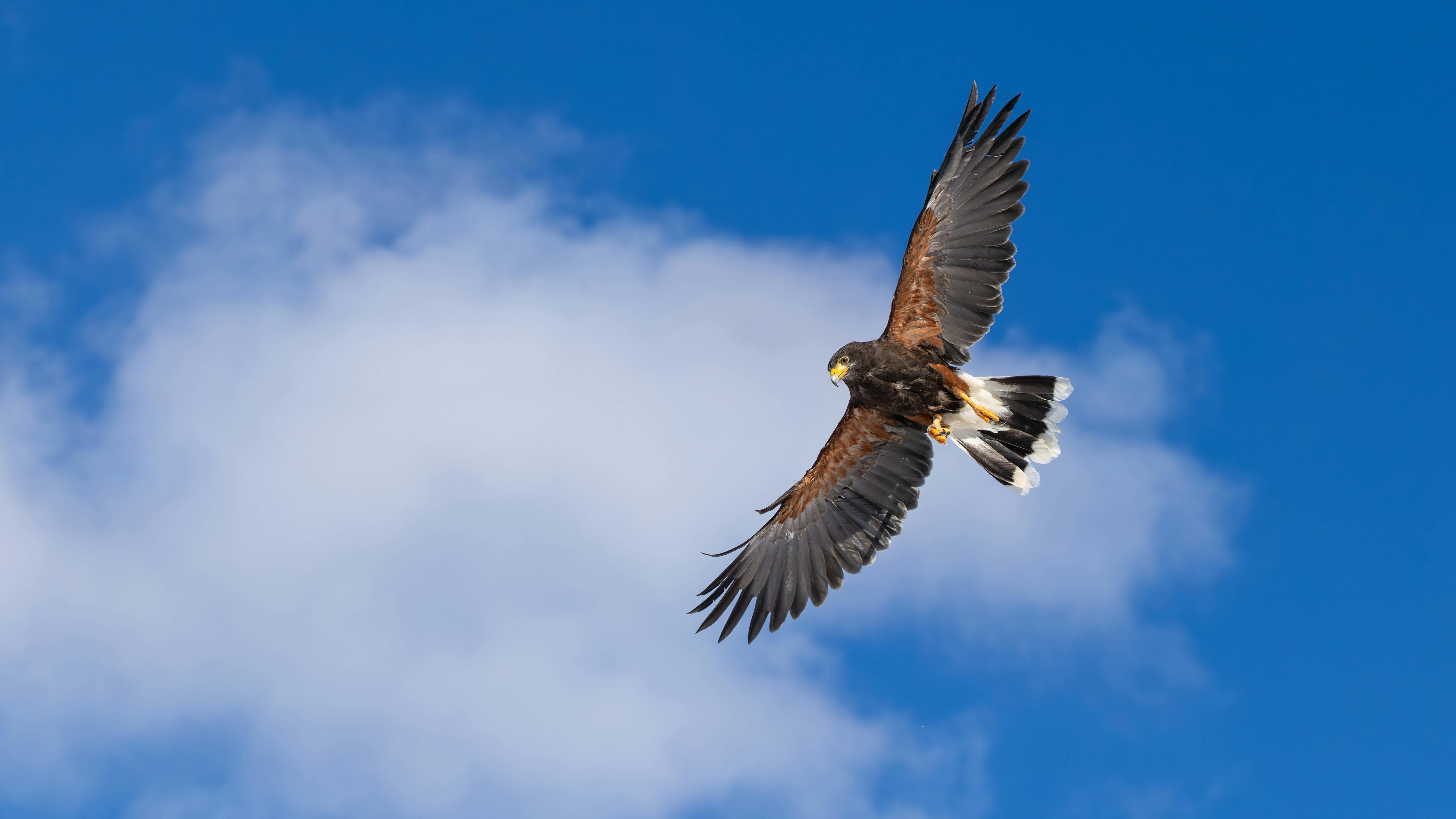 Harris's Hawk Soaring in Clear Blue Sky · Free Stock Photo