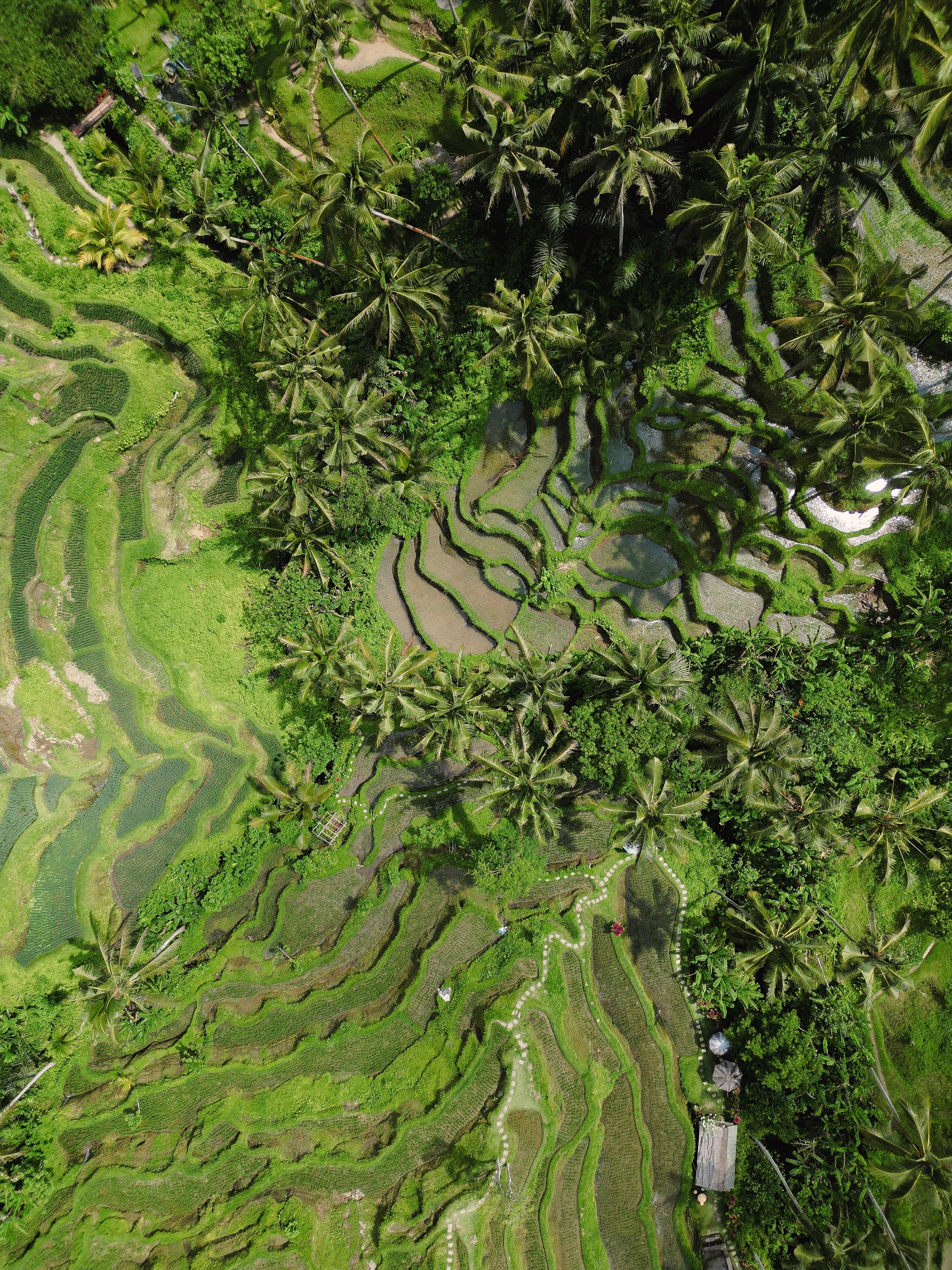 Rice Field Patterns Photos, Download The BEST Free Rice Field Patterns ...