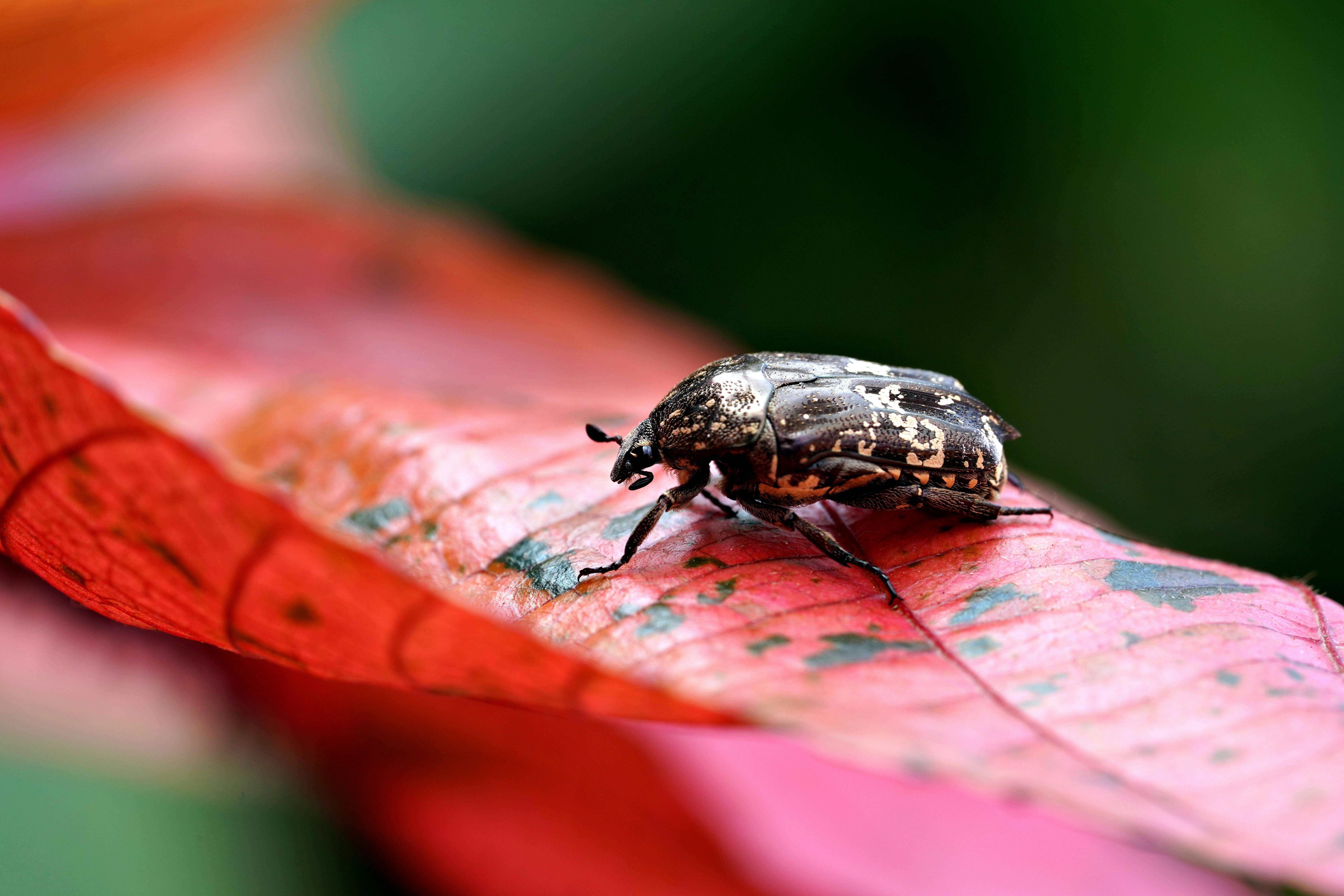 Bug Fottbal Photos, Download The BEST Free Bug Fottbal Stock Photos ...