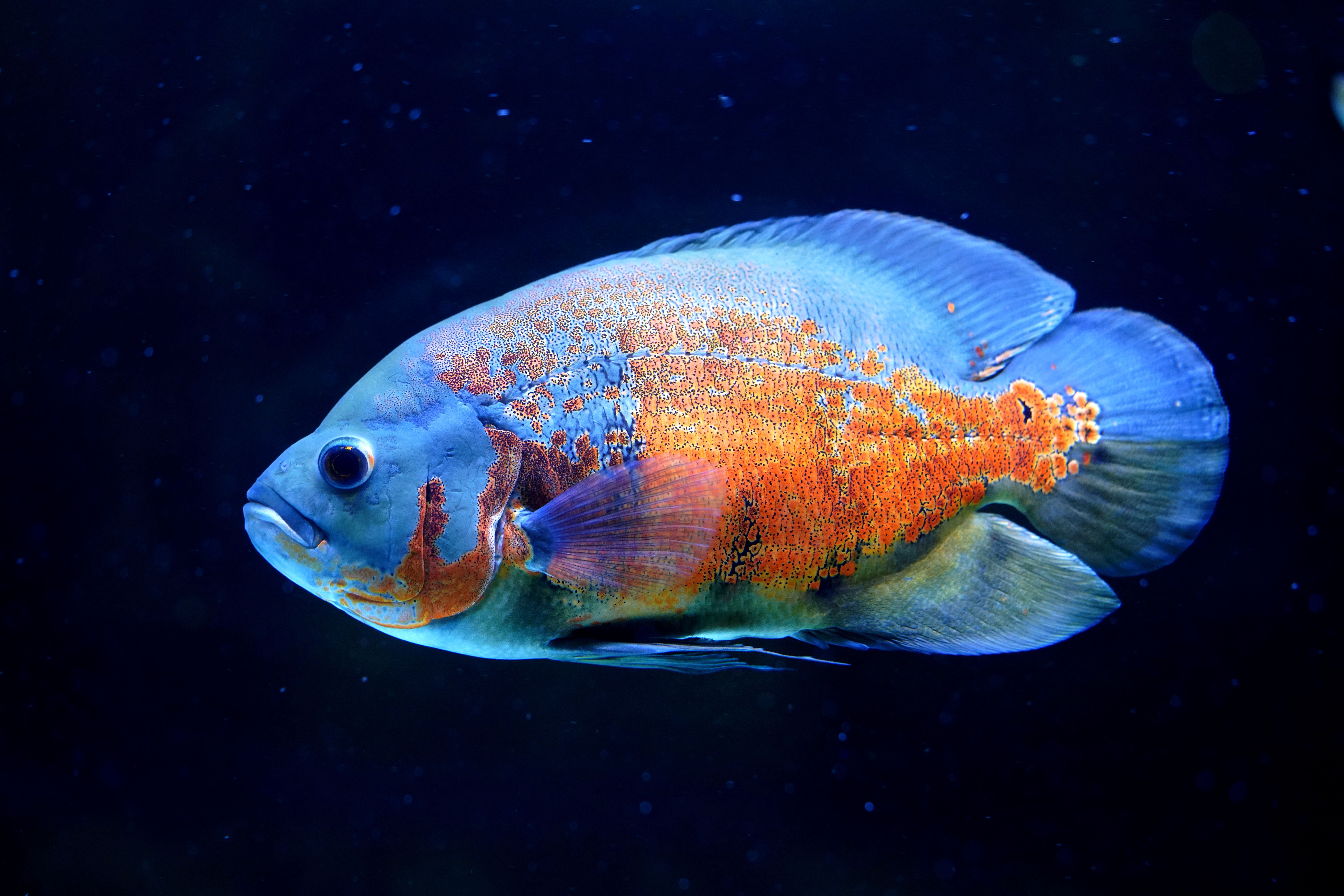 Close-Up of Colorful Oscar Fish in Aquarium · Free Stock Photo