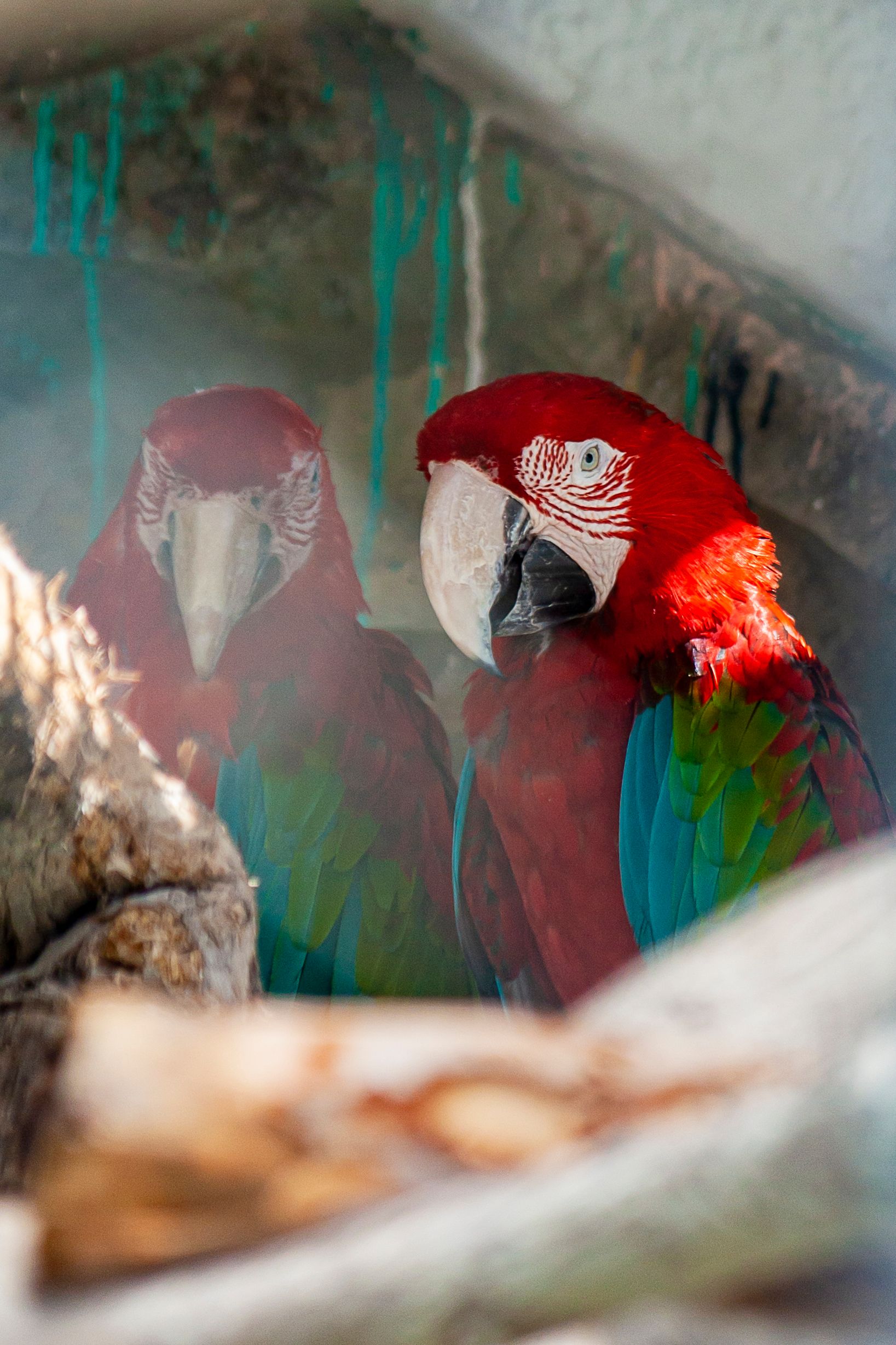 Bright Red Macaws Perched in Lima, Peru · Free Stock Photo
