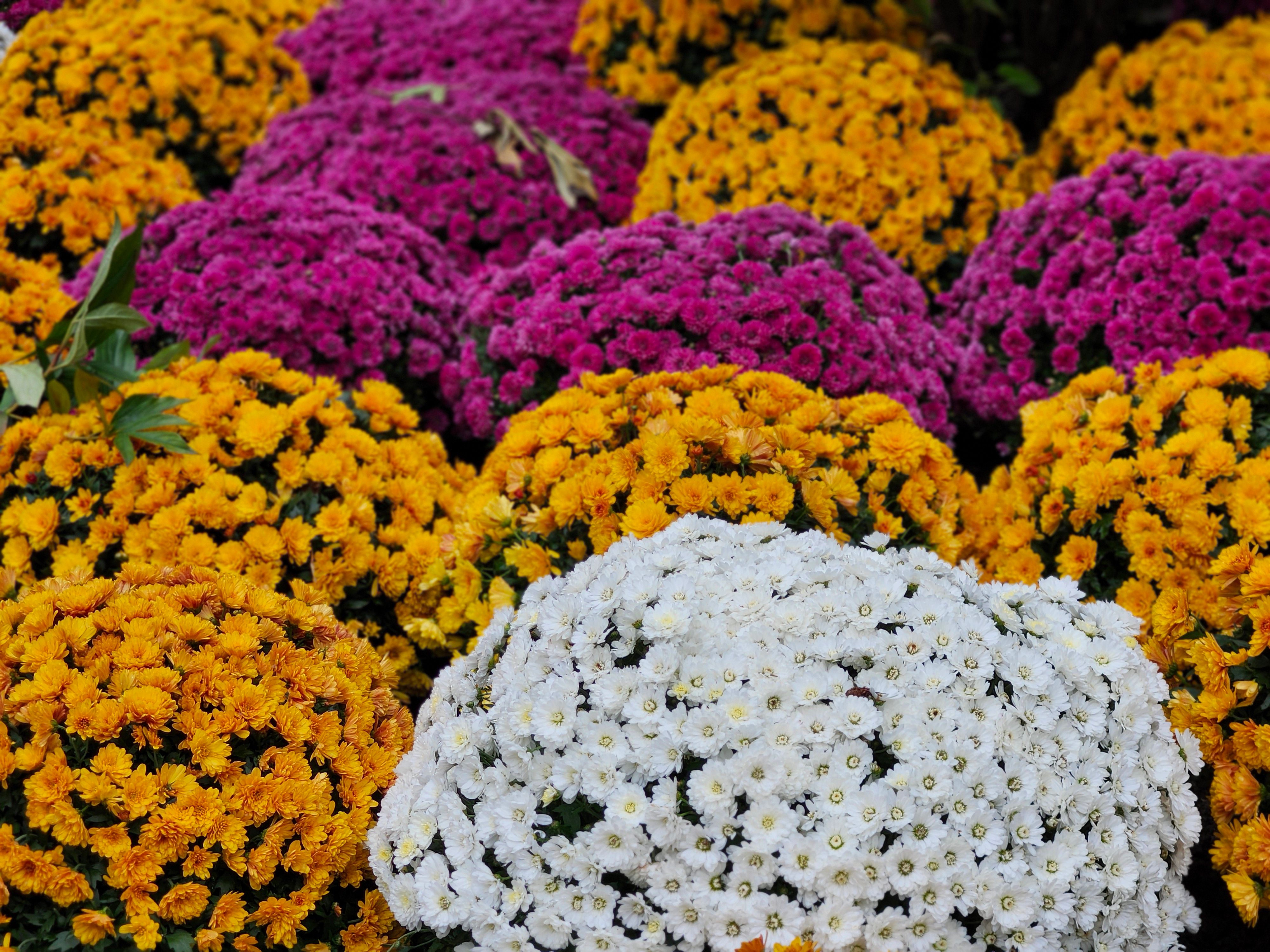 Mums+Flower Photos, Download The BEST Free Mums+Flower Stock Photos ...