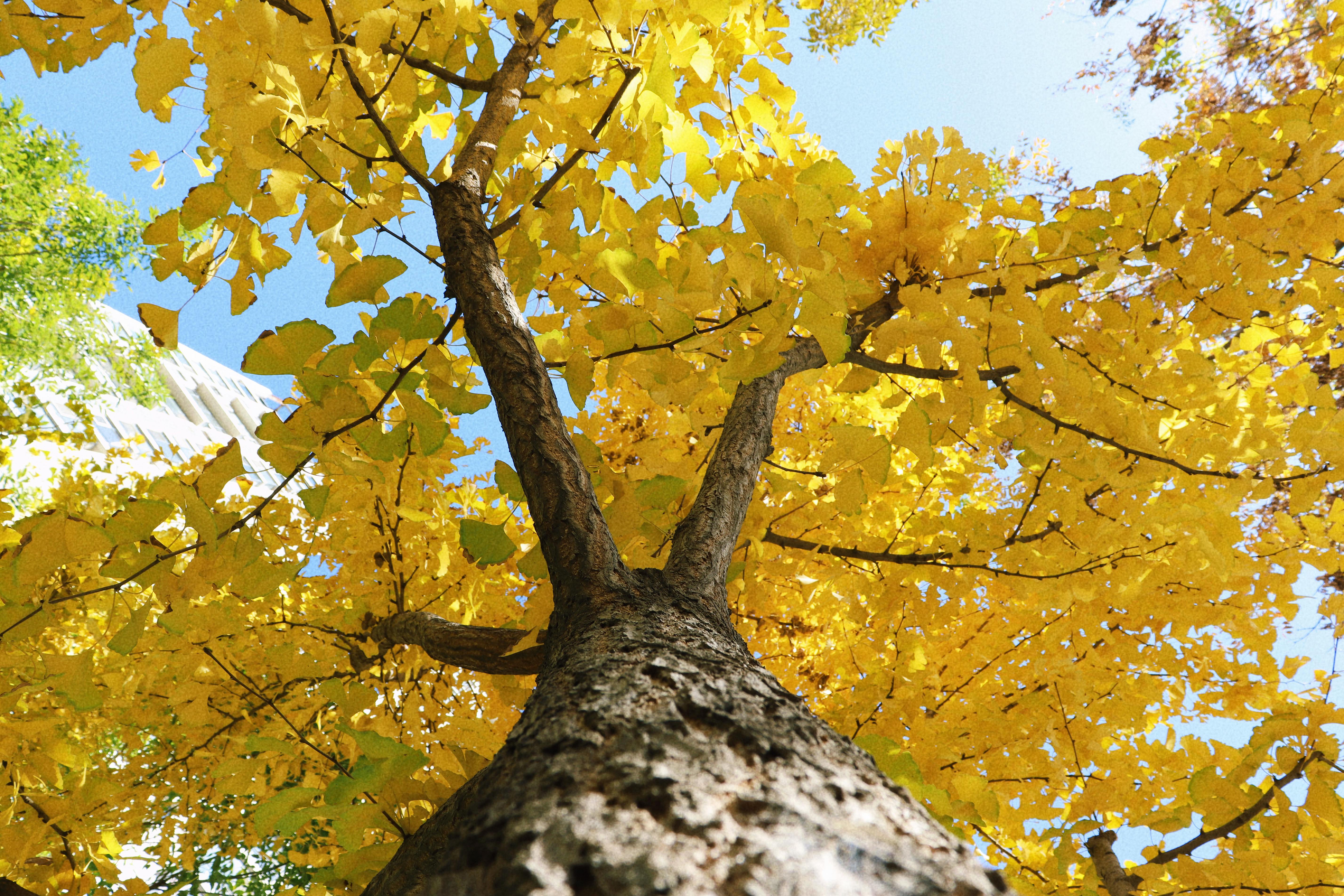 有关autumn, botany, bright, canopy, fall, forest, ginkgo, golden, green ...