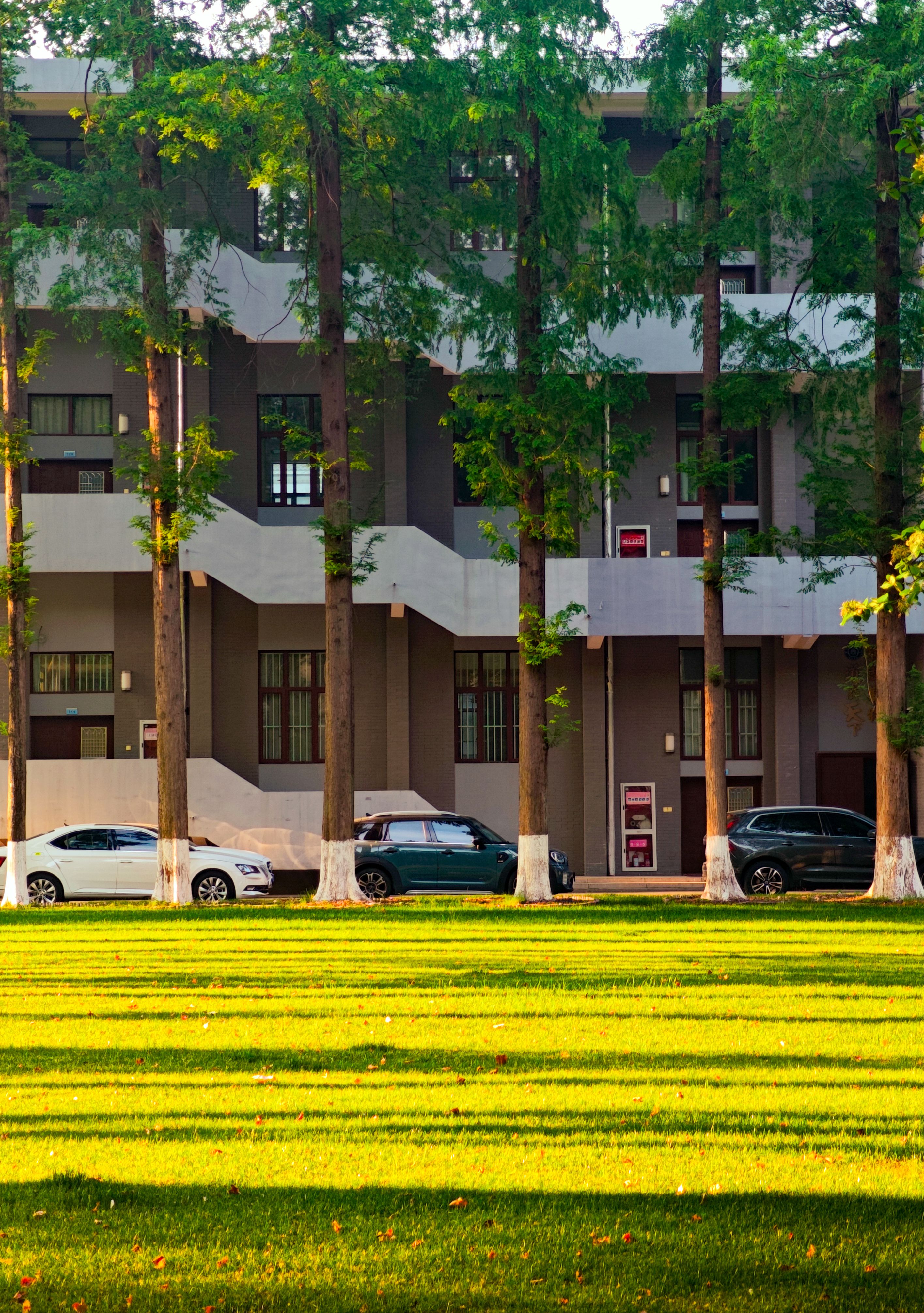 Tree-lined Urban Landscape with Modern Architecture · Free Stock Photo