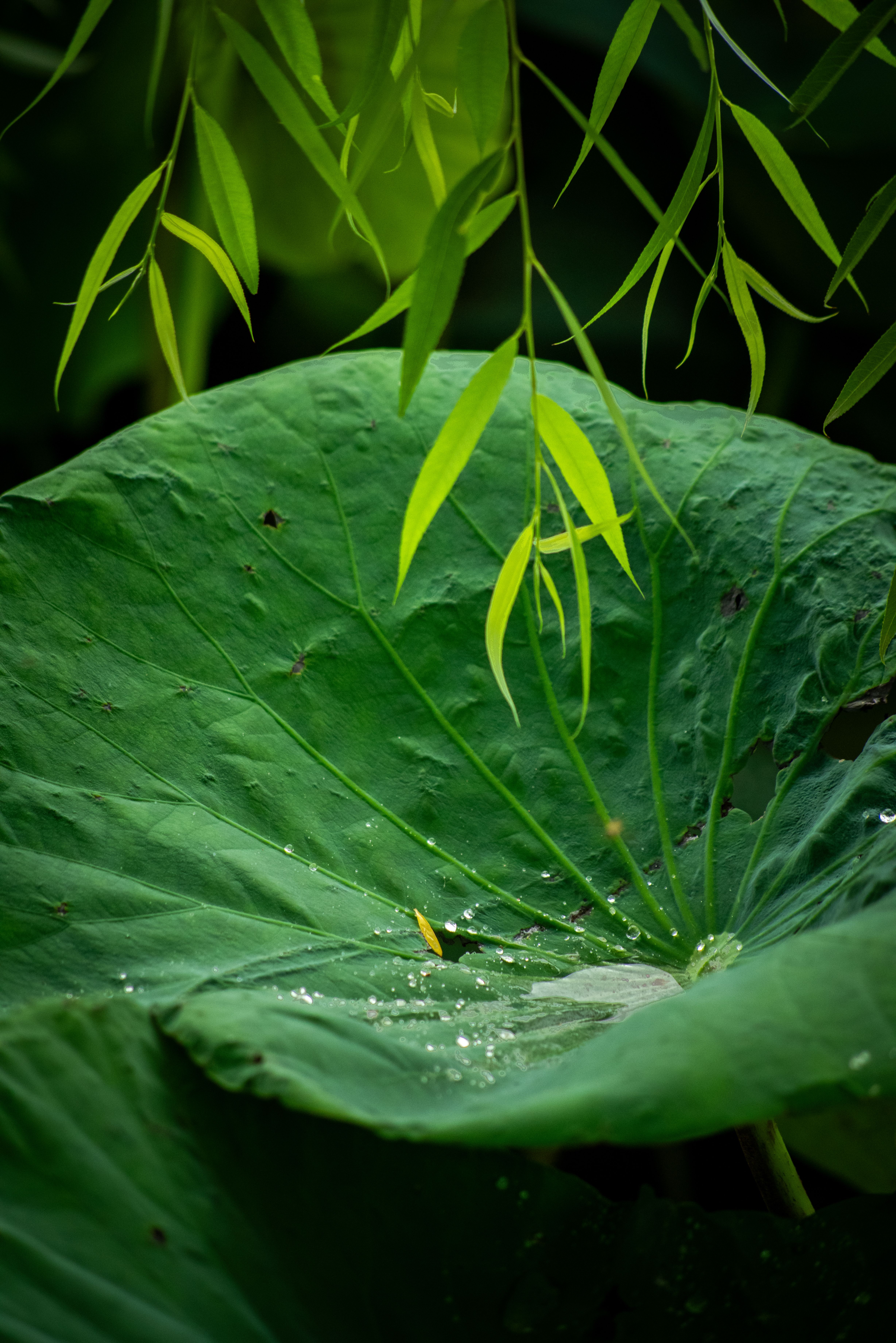 Dew on Lotus Leaf and Willow Branches · Free Stock Photo