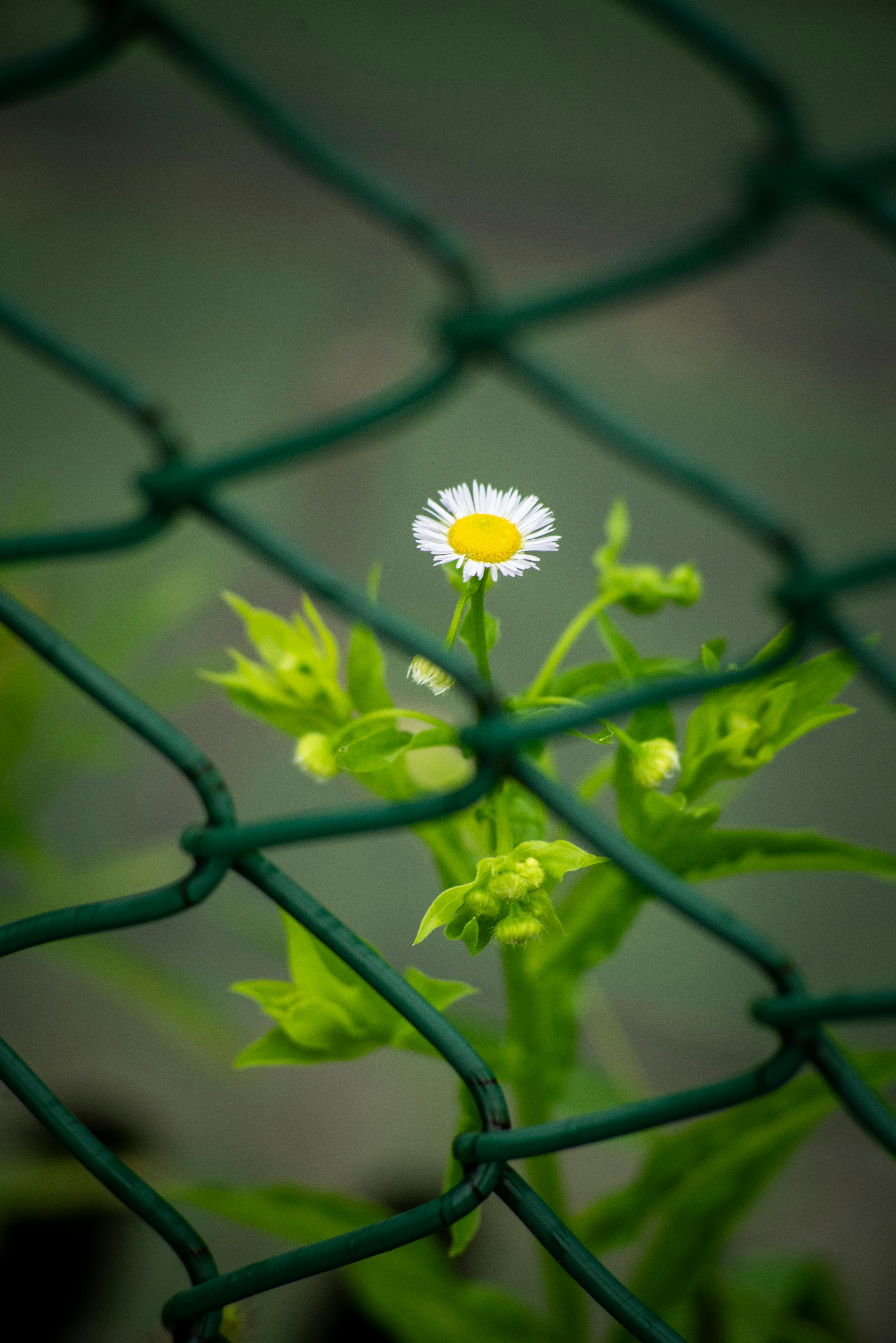 Delicate Daisy Blooming Through Chain Link Fence · Free Stock Photo