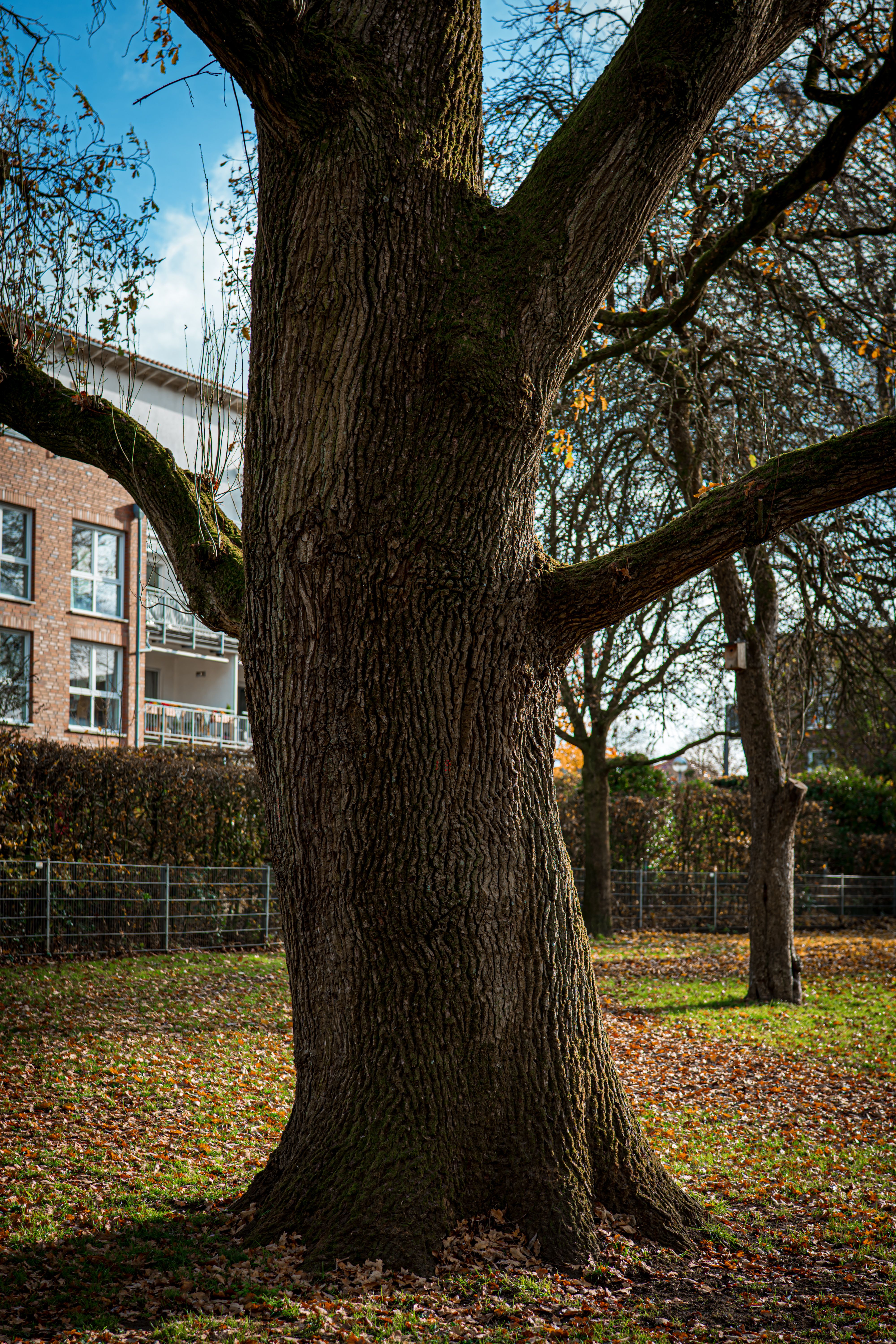 Majestic Oak Tree in Urban Park Setting · Free Stock Photo