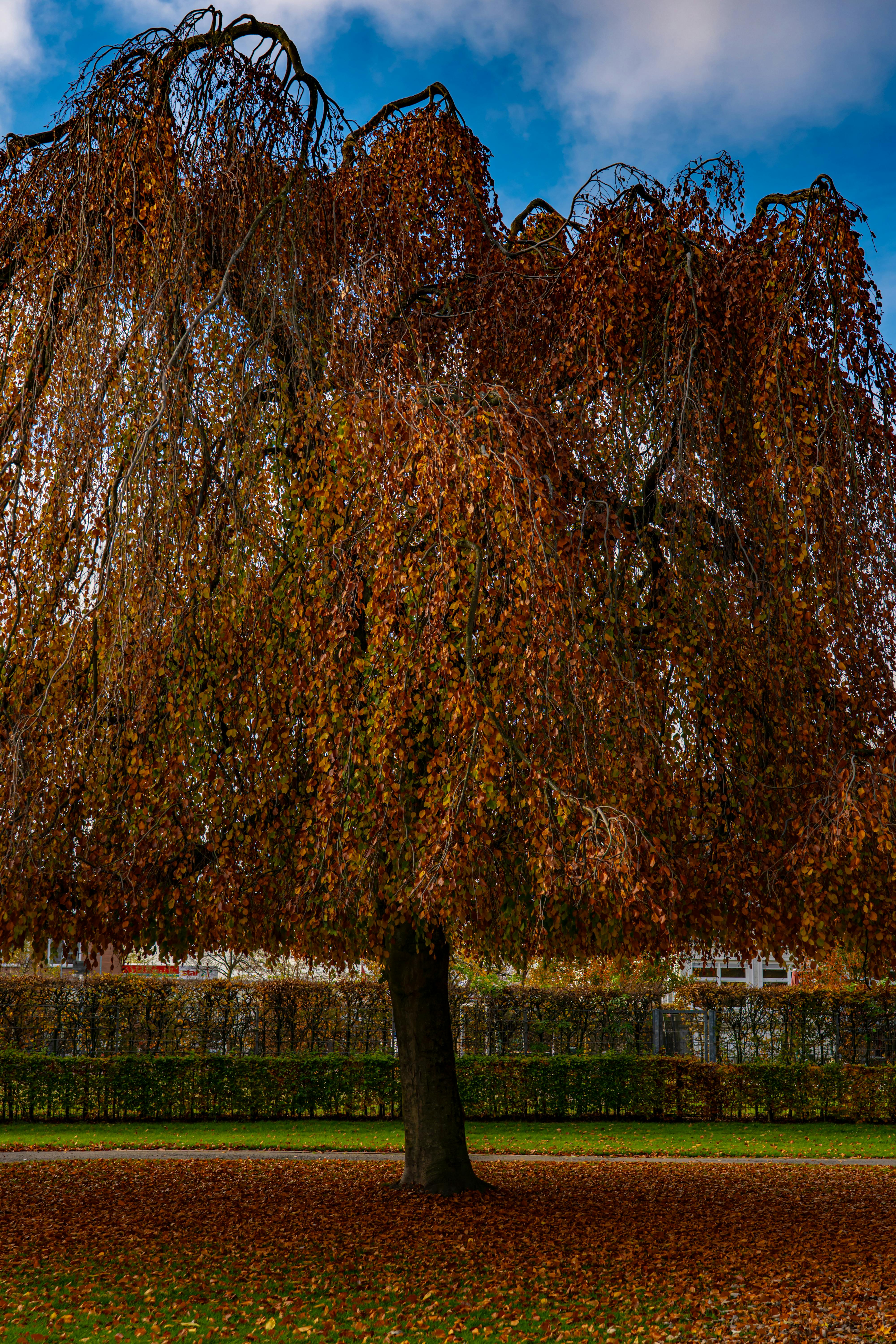 Autumn Weeping Tree in Urban Park Setting · Free Stock Photo