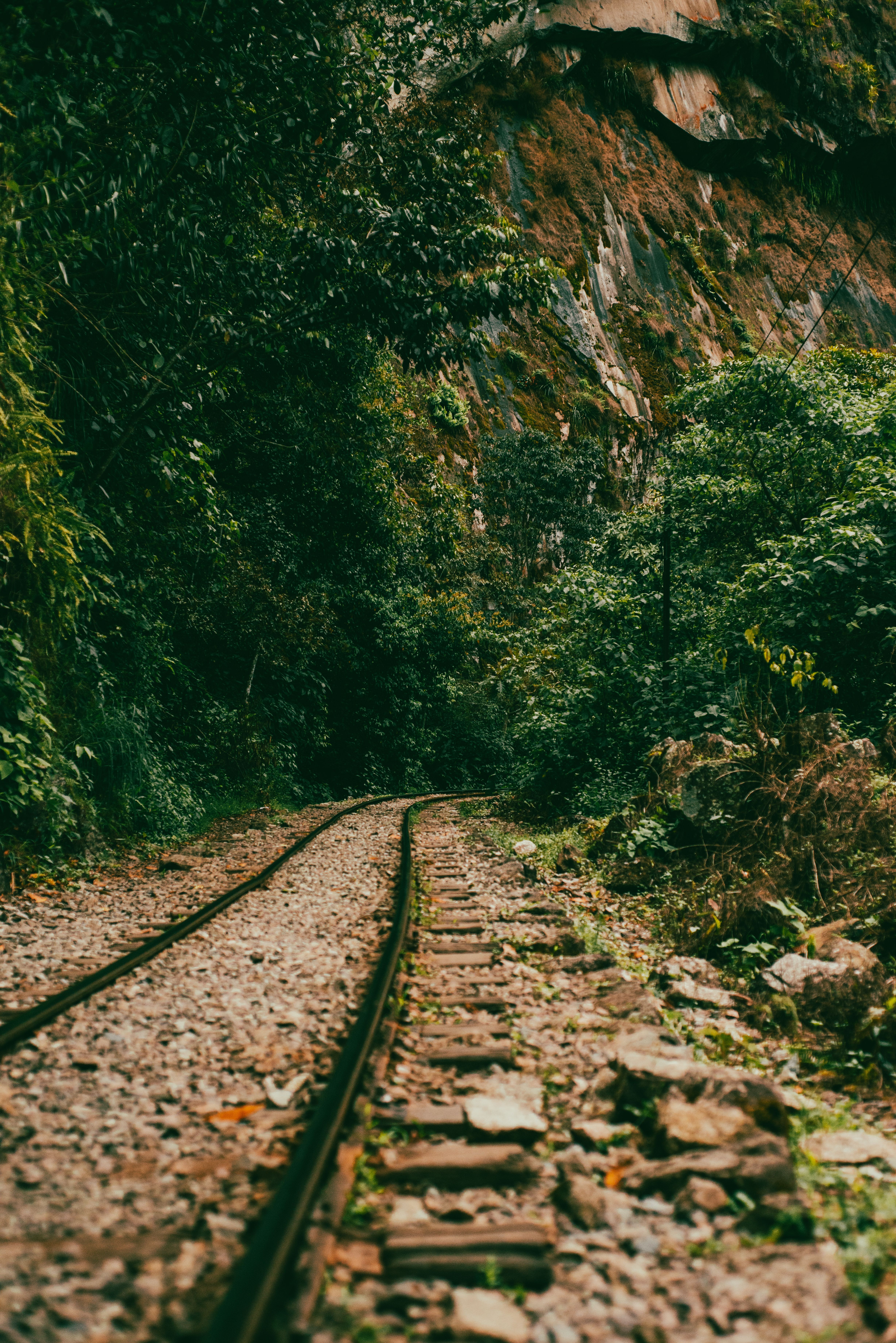Rustic Railroad Tracks Through Lush Forest · Free Stock Photo